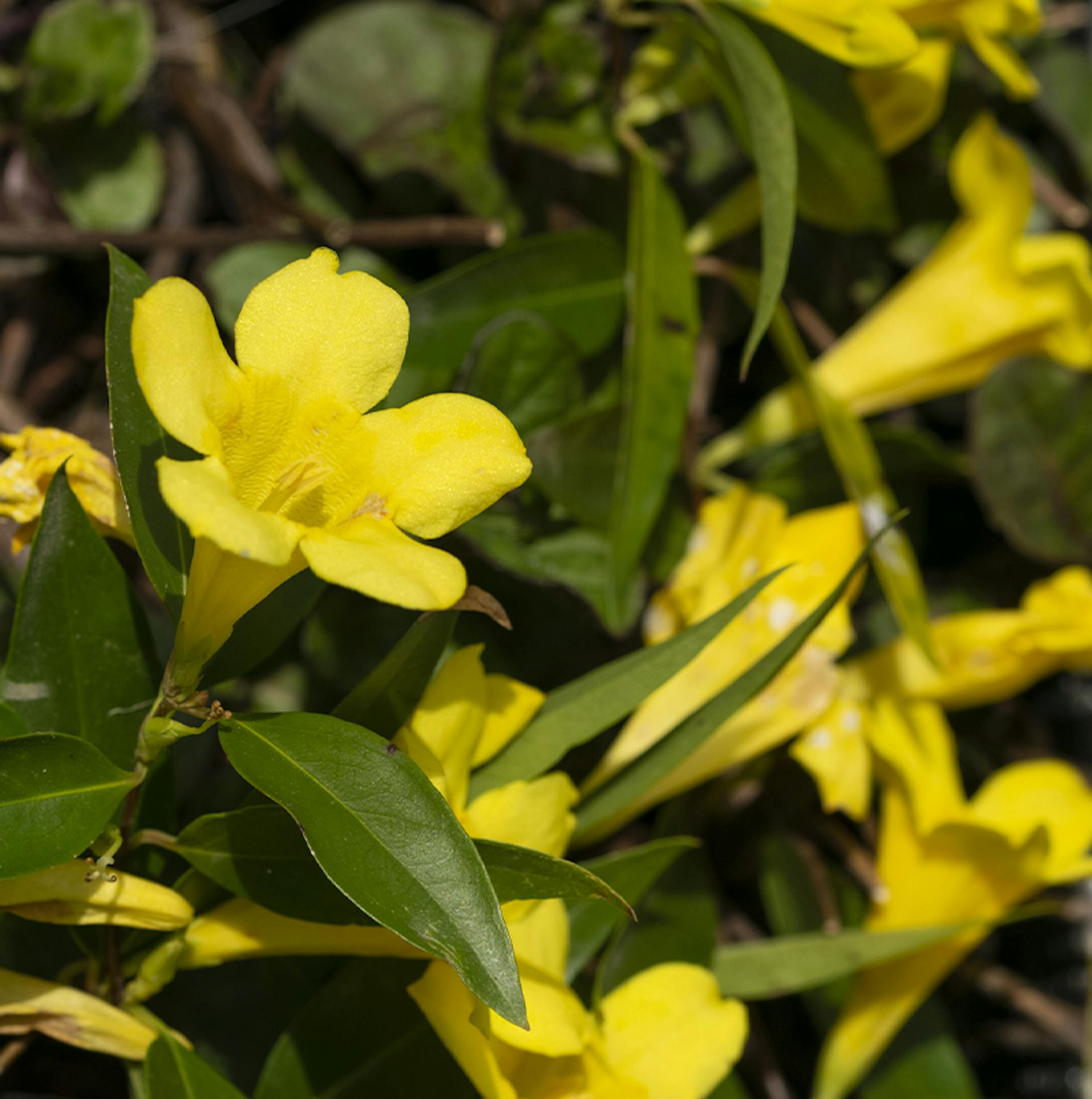 Le Gelsemium sempervirens en homéopathie : attention à ses fleurs, la ...