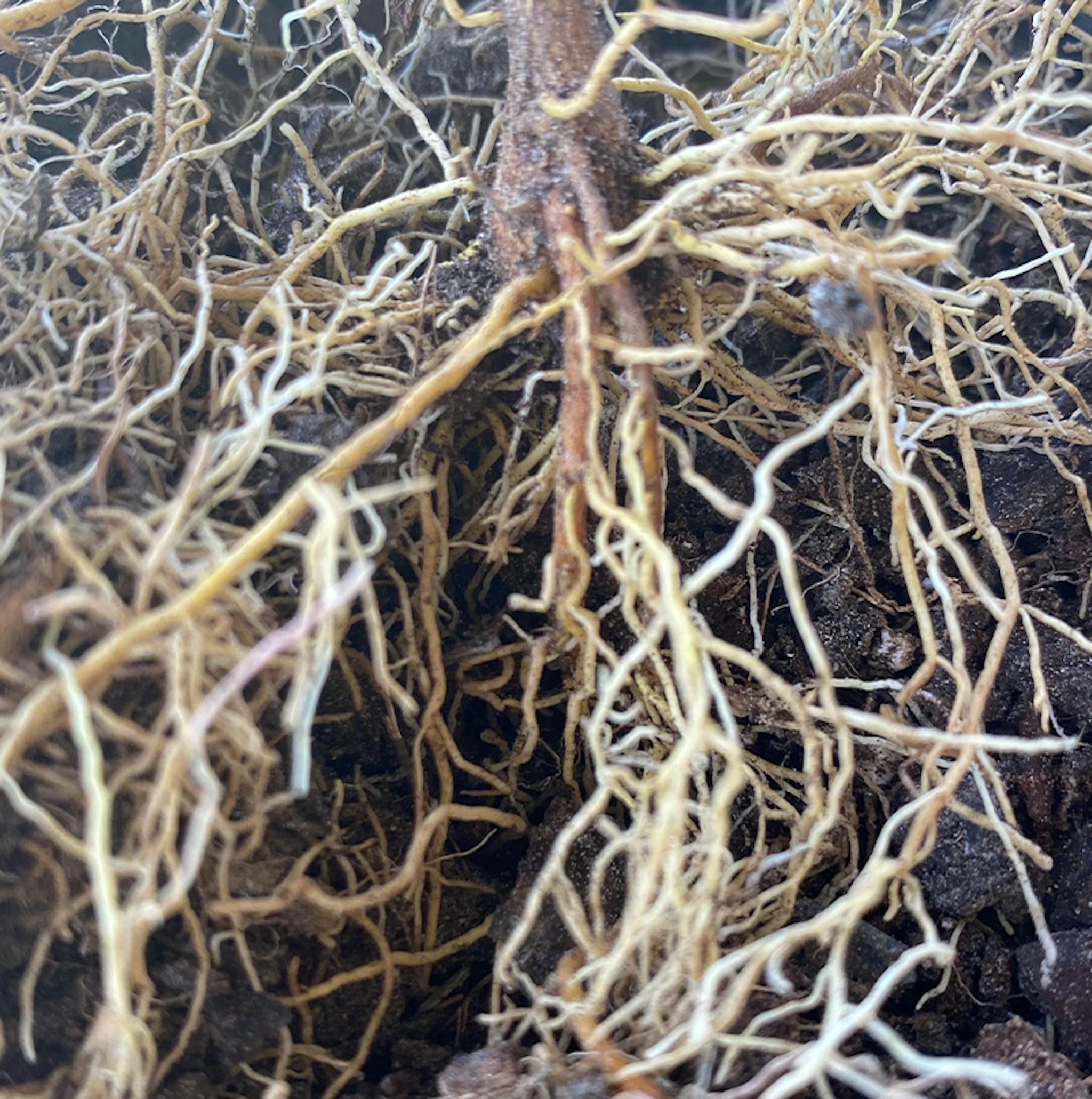 Le Gelsemium sempervirens en homéopathie : attention à ses fleurs, la ...