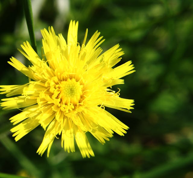 Pilosella: proprietà, benefici e utilizzi in omeopatia | Boiron.it