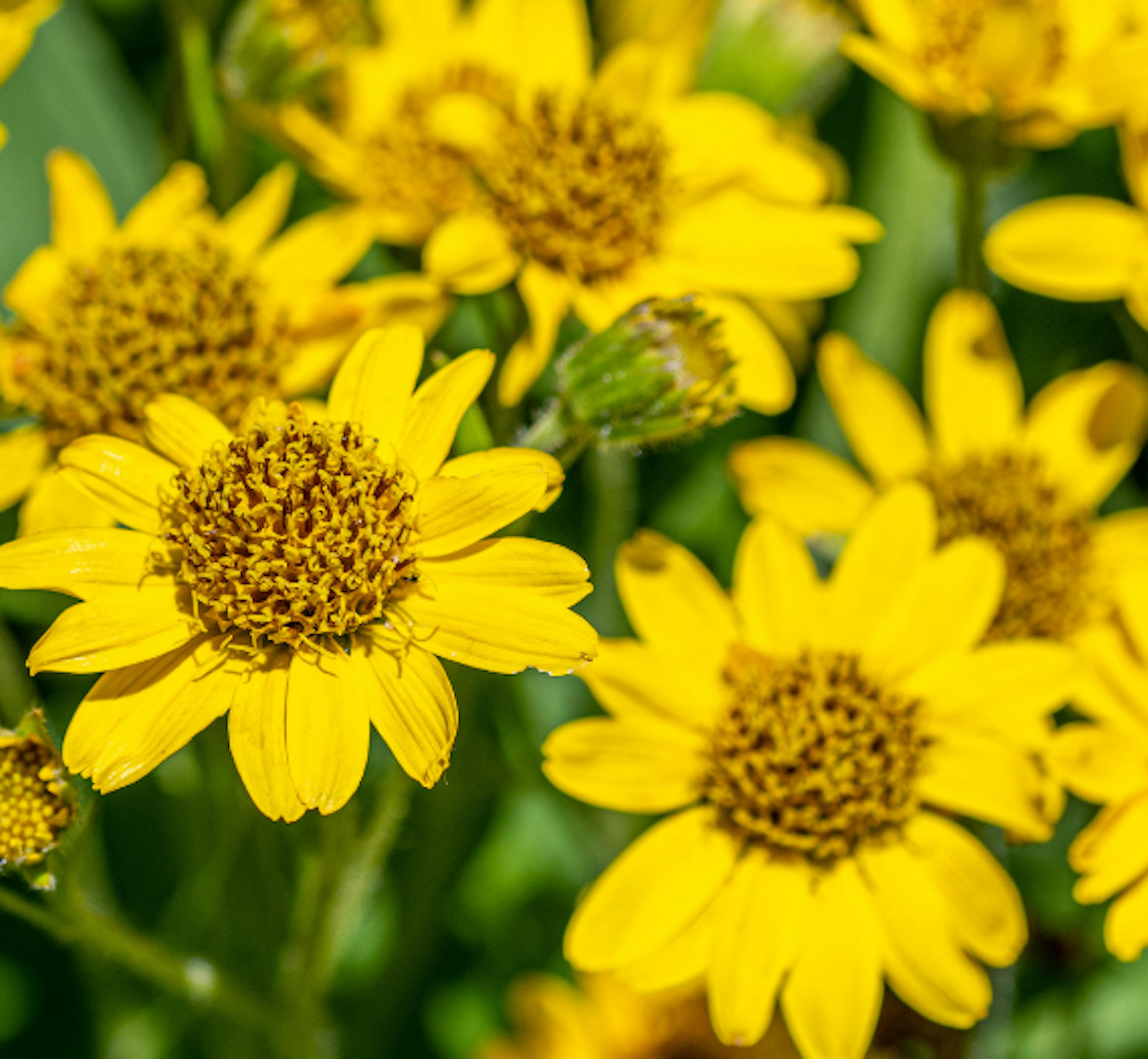 Arnika górska i jej właściwości lecznicze - kiedy stosować?