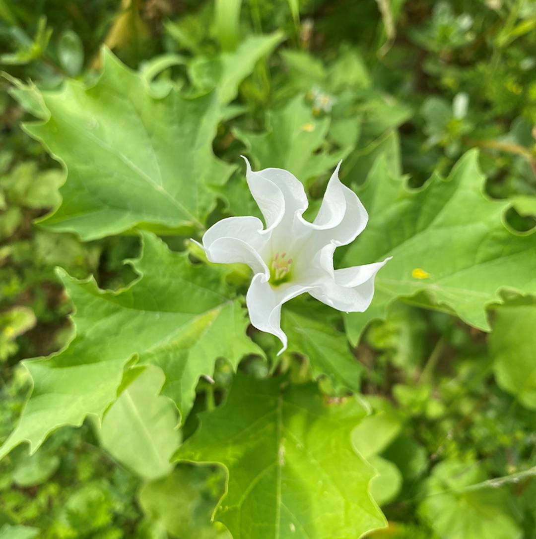 Stramoine, Satura Stramonium : Homéopathie Stramonium | Laboratoires Boiron