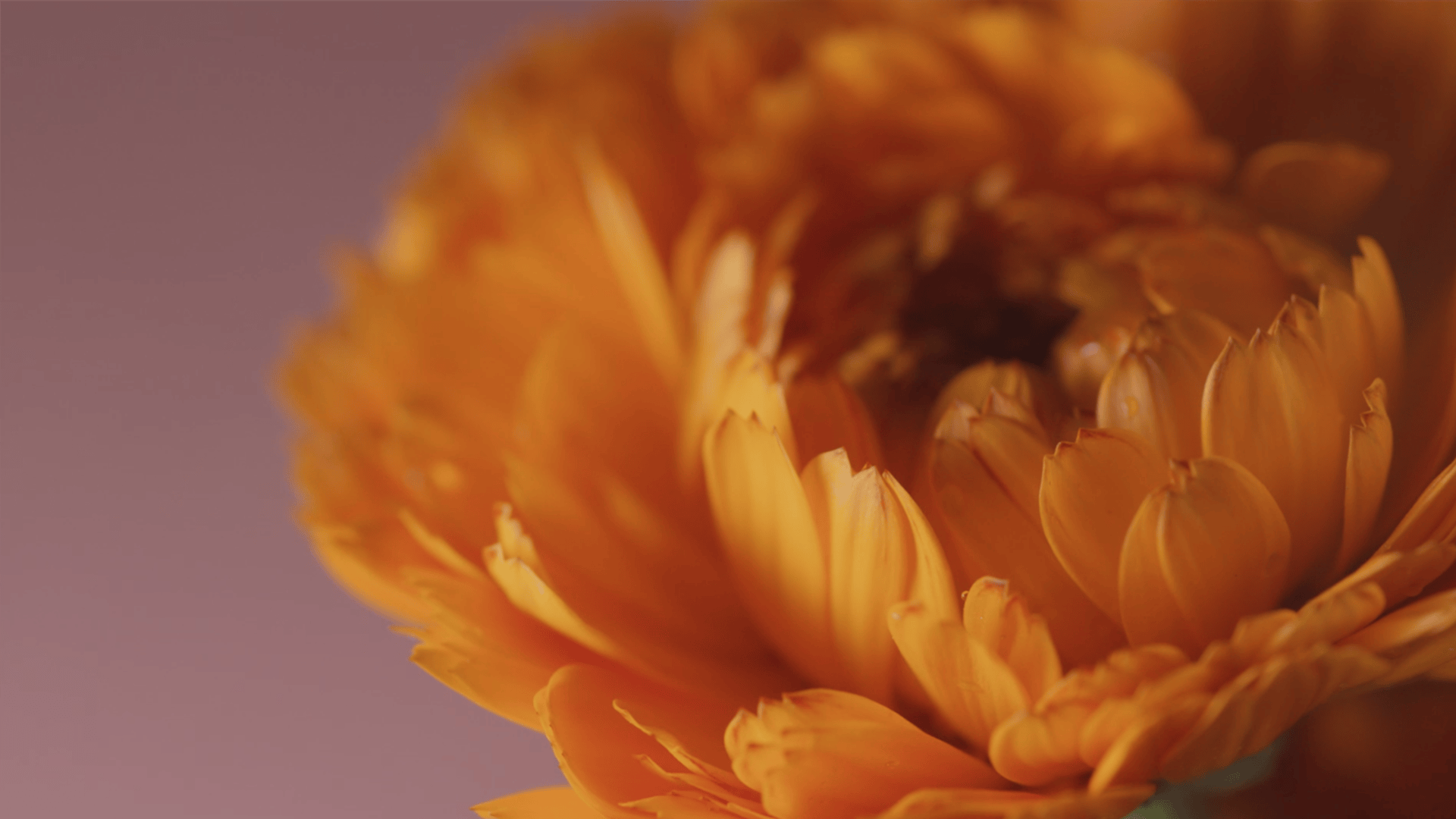 Le Calendula : Cicatrisant, antiseptique et anti-inflammatoire pour la ...