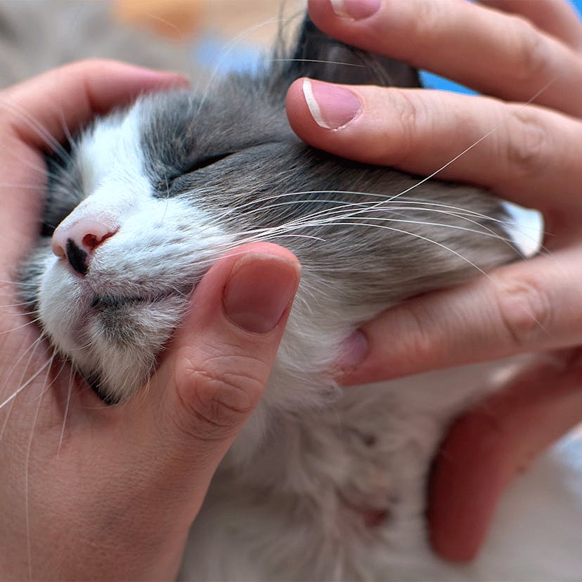 Chats et chiens : comment les soigner lorsqu'ils se blessent ? | Les ...