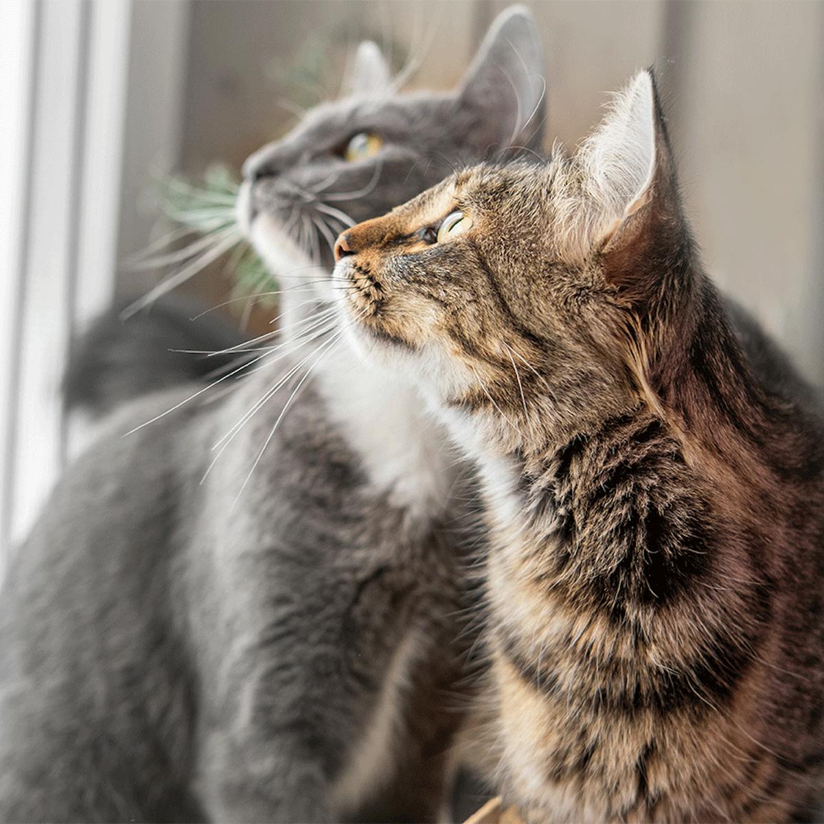 Le coryza du chat : comment le détecter et le traiter ? | Les conseils ...