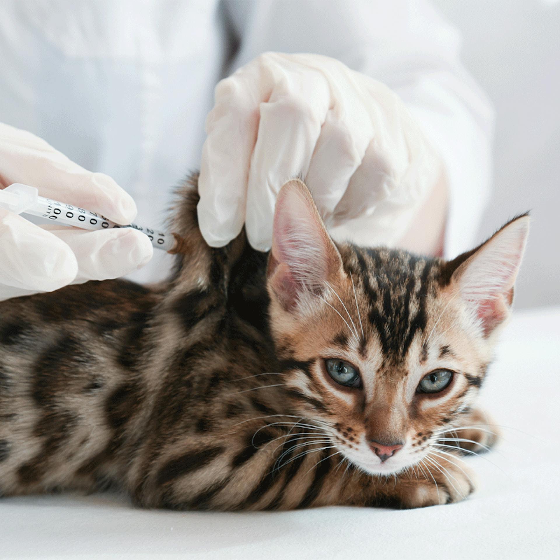 Le coryza du chat : comment le détecter et le traiter ? | Les conseils ...