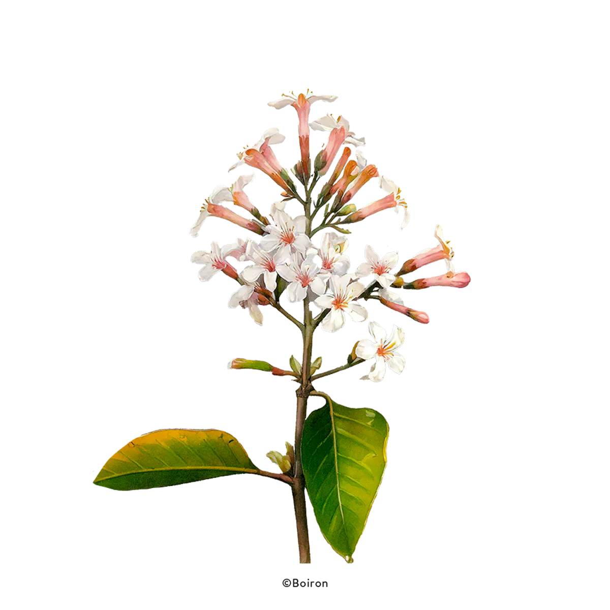 Le Quinquina Rouge : Bienfaits et vertus du Quinquina Rouge | Boiron