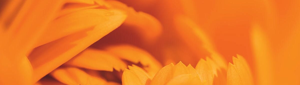 Calendula Officinalis: qué es y cómo se aplica en dermocosmética