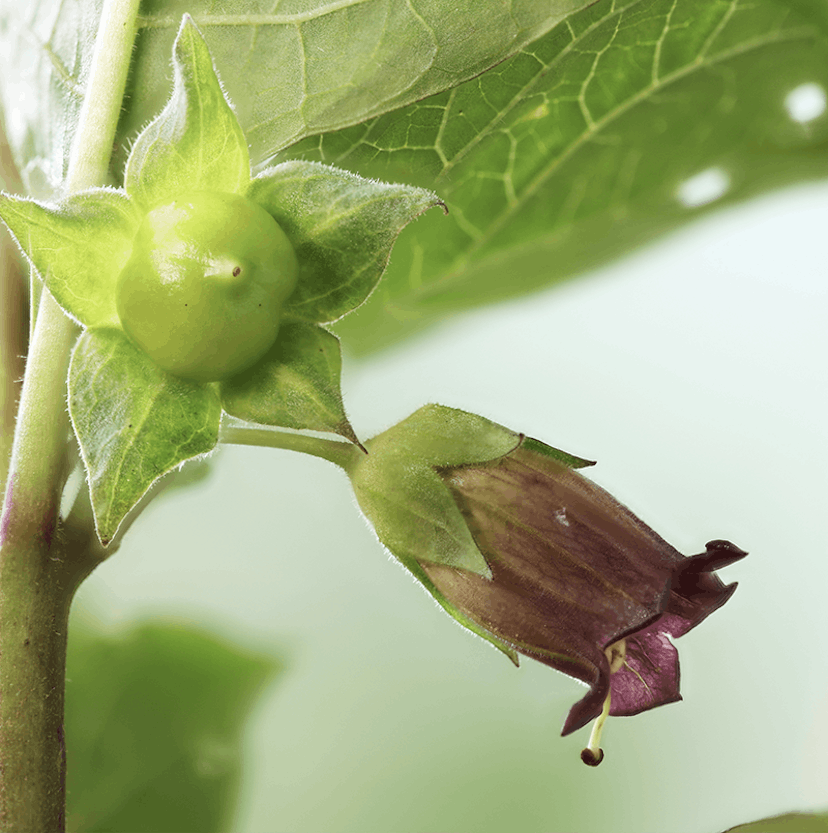 Belladonna - roślina lecznicza o szerokim działaniu