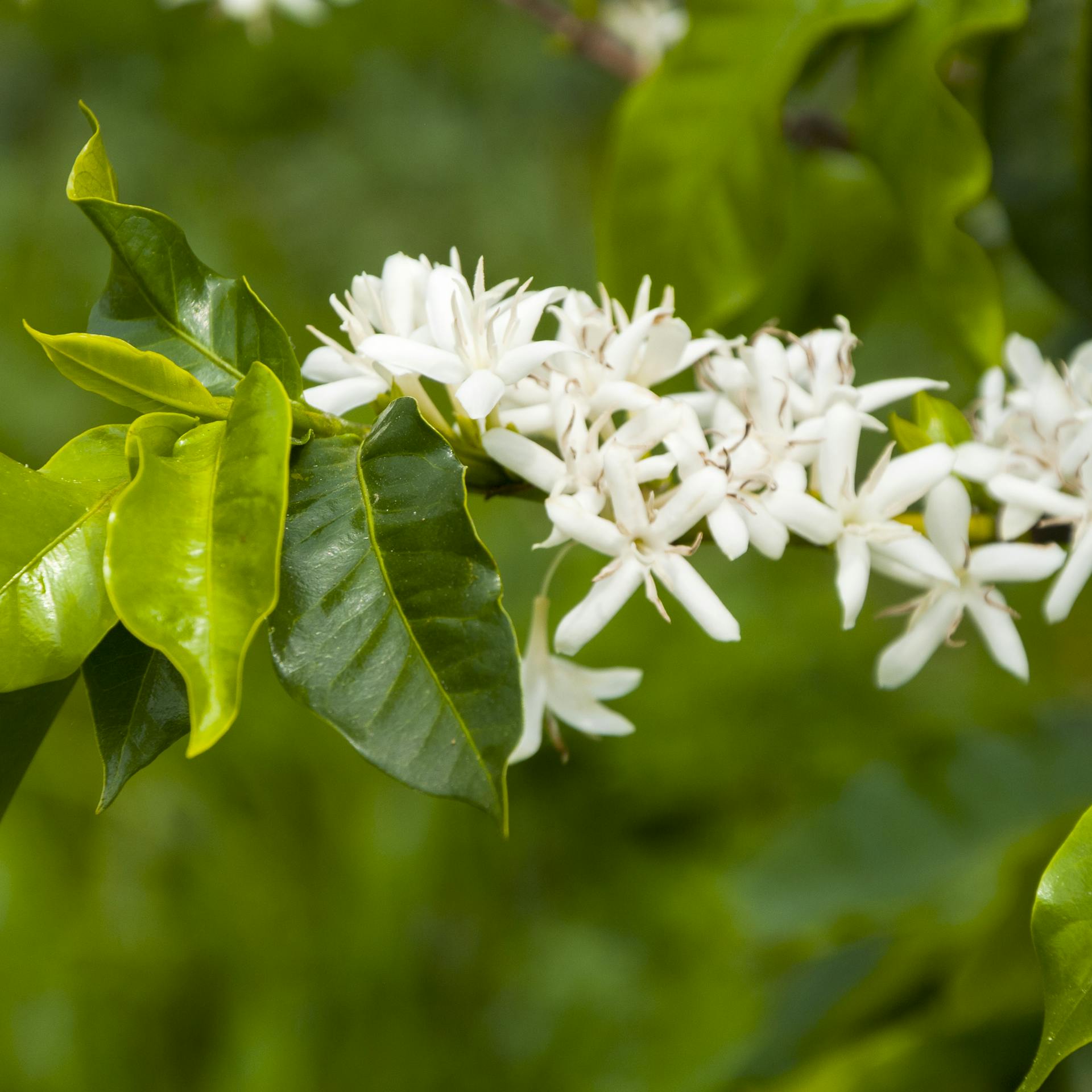 Ipeca homéopathie - Laboratoires Boiron, médecine homéopathique