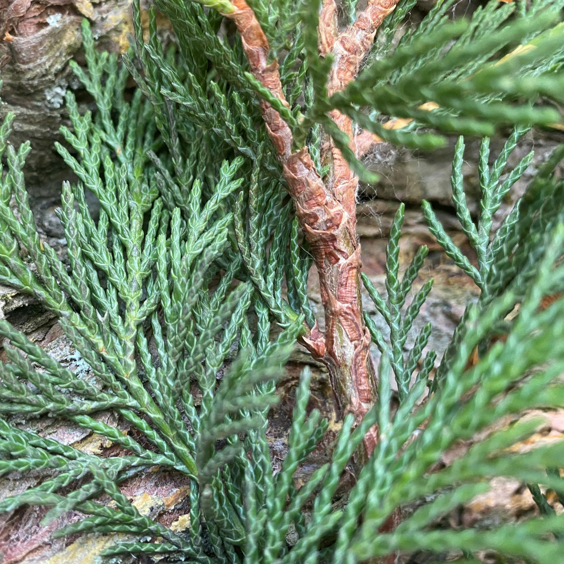 Le Thuya Occidental | Boiron