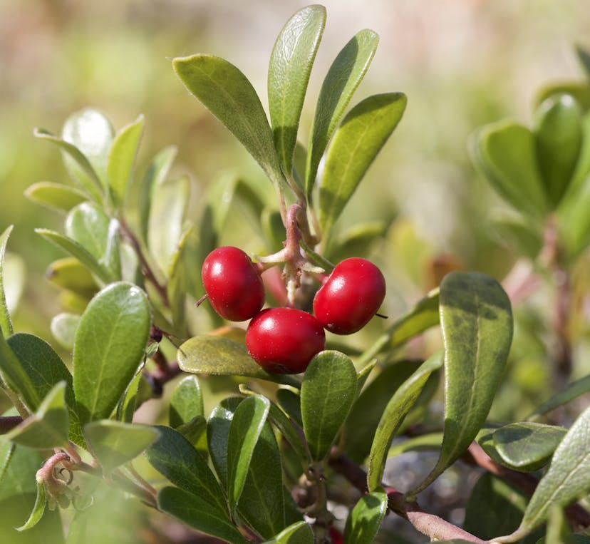 Uva ursina: proprietà, benefici e usi terapeutici | Boiron.it