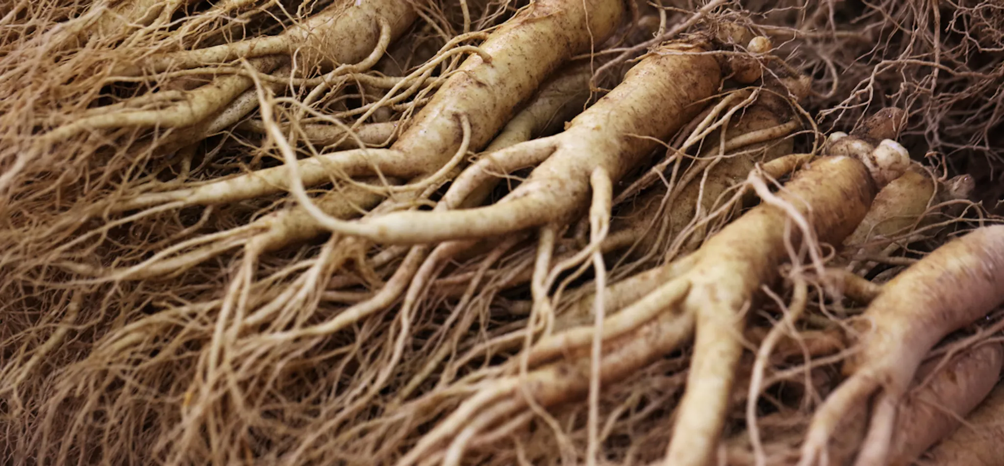Ginseng Asiatico: radici dalle proprietà antiossidanti | Boiron