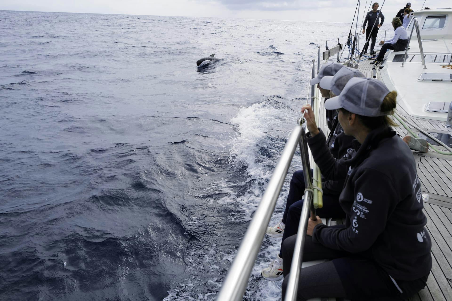Offshore Sailing | Boreal Adventure Sailing