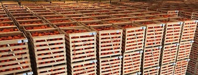 BVA Group | New Zealand Fresh Produce Exporter | Global Supplier