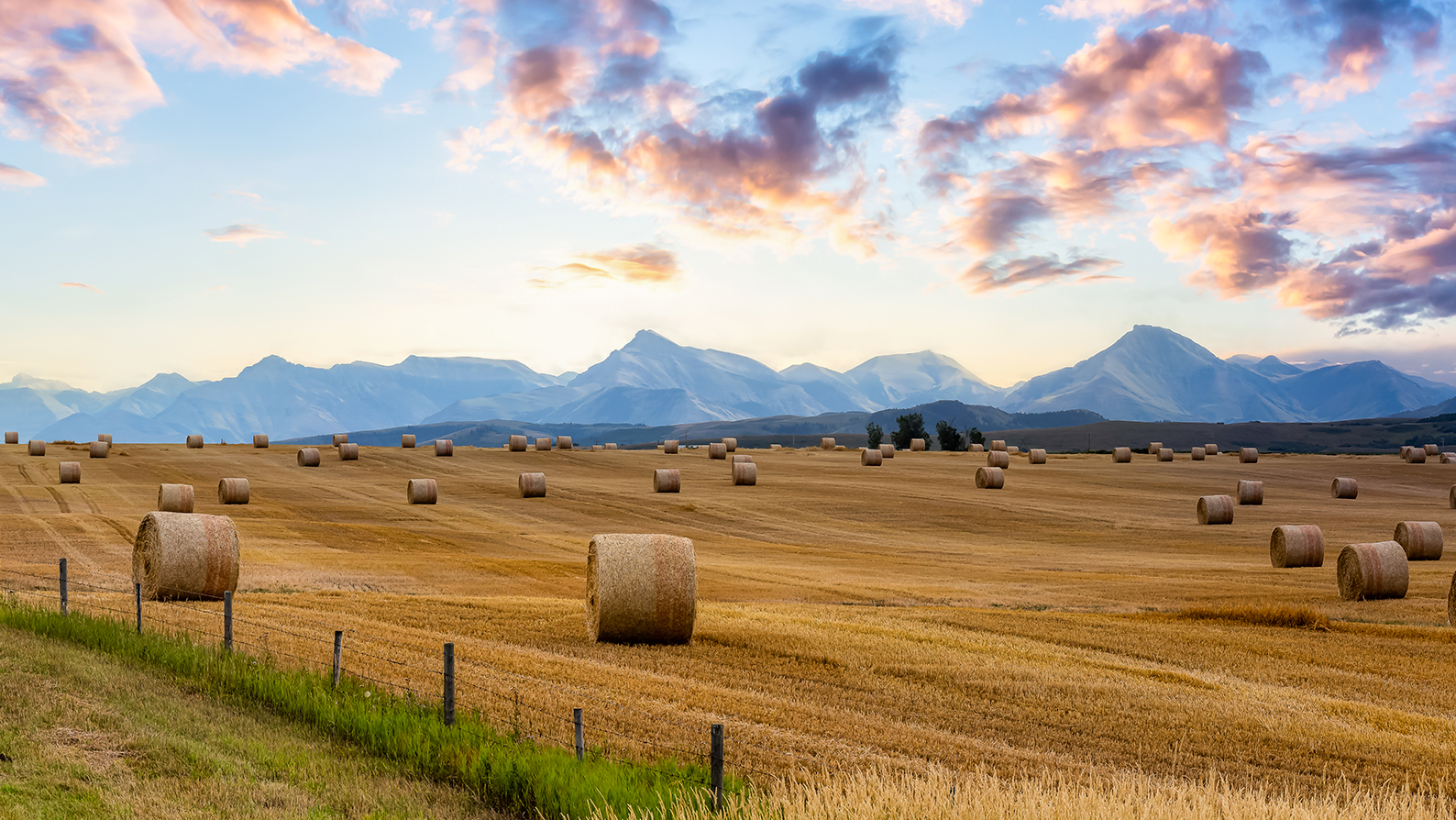 Alberta Next | Calgary Chamber of Commerce
