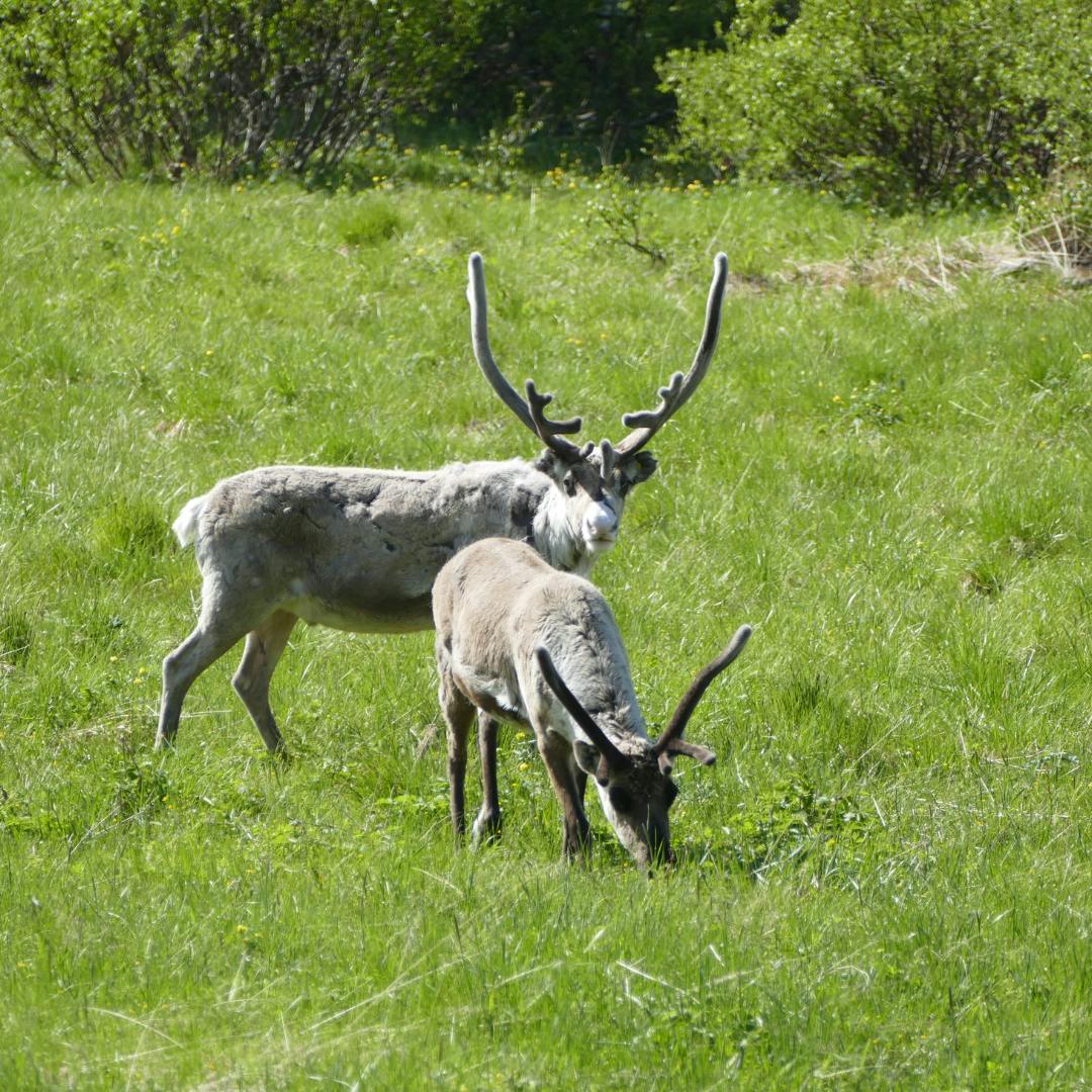 Baltic Sea Circle Challenge