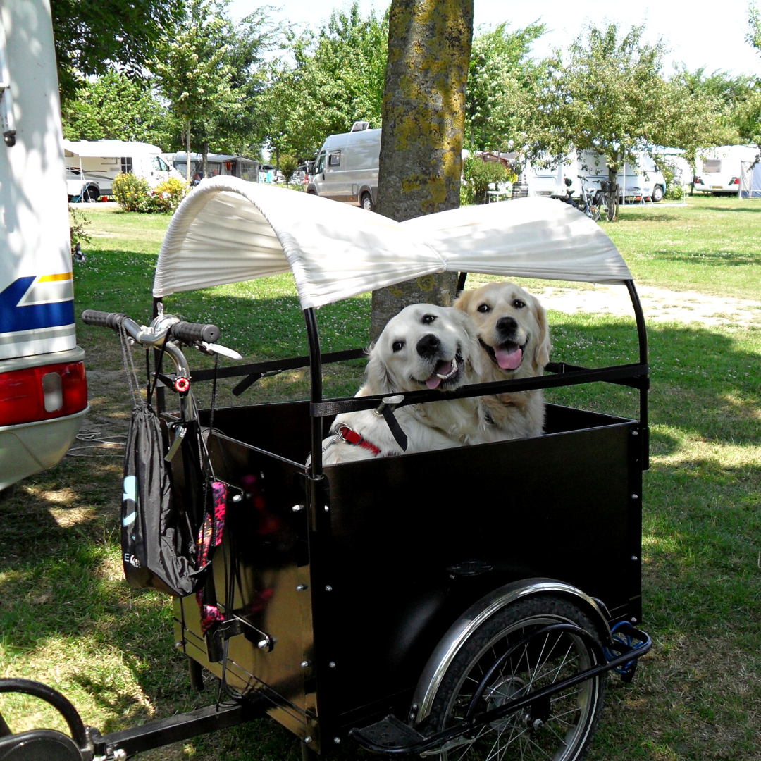 Dog in motorhome: tips for a safe and fun motorhome trip with pets