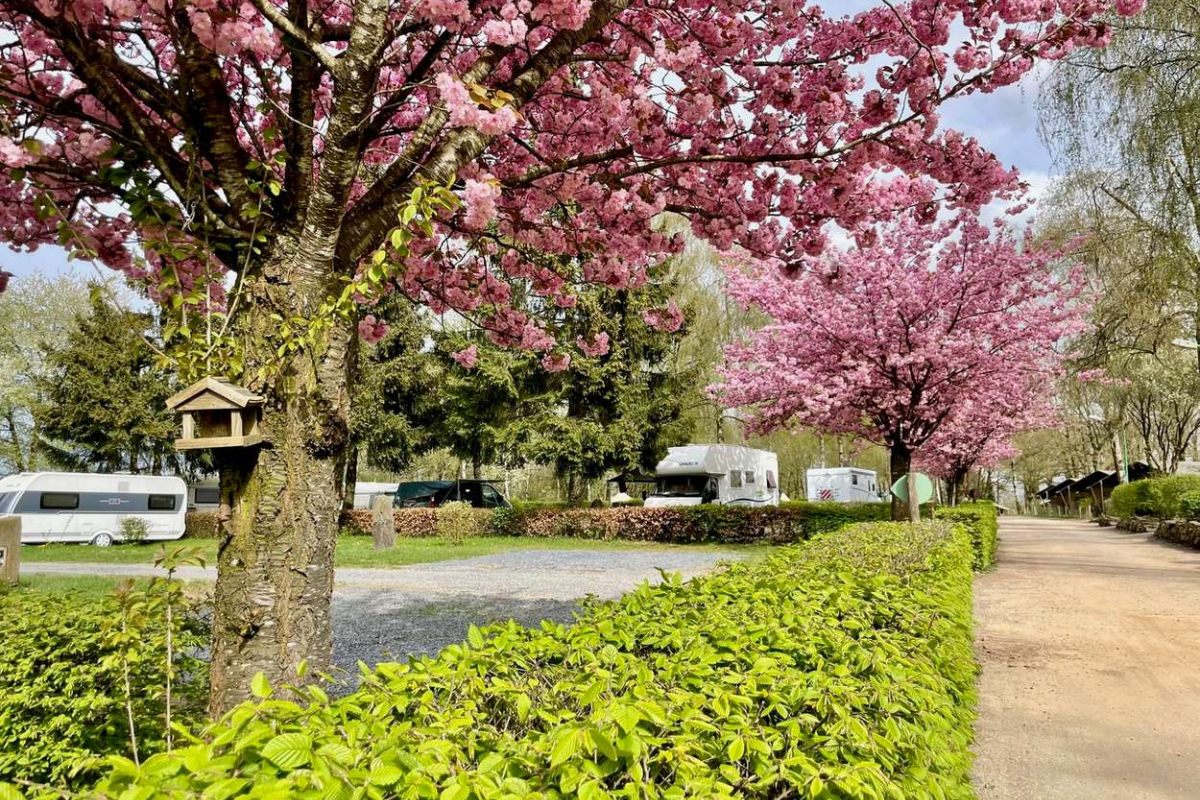 The most beautiful flower routes in Europe for a motorhome trip