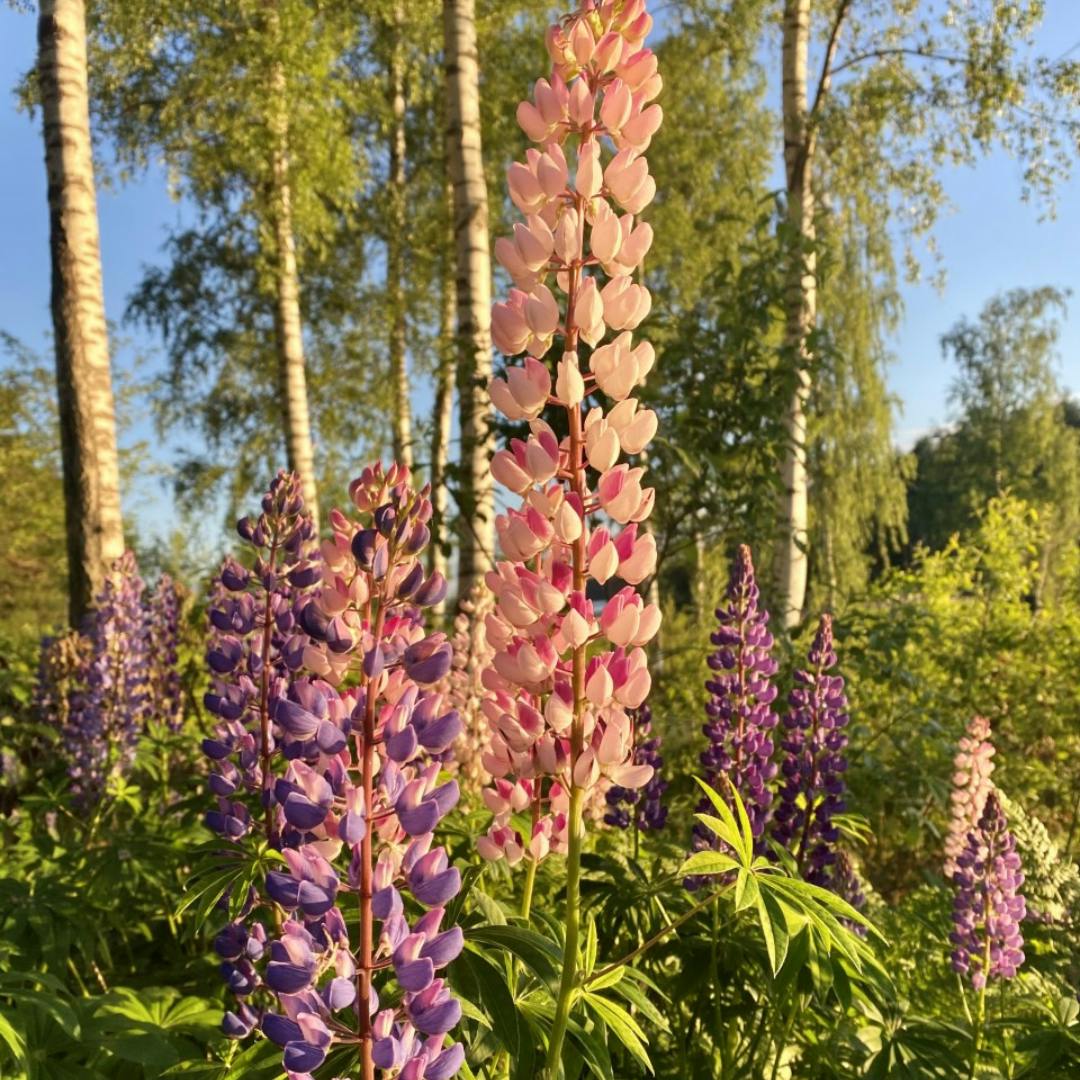 Baltic Sea Circle Challenge