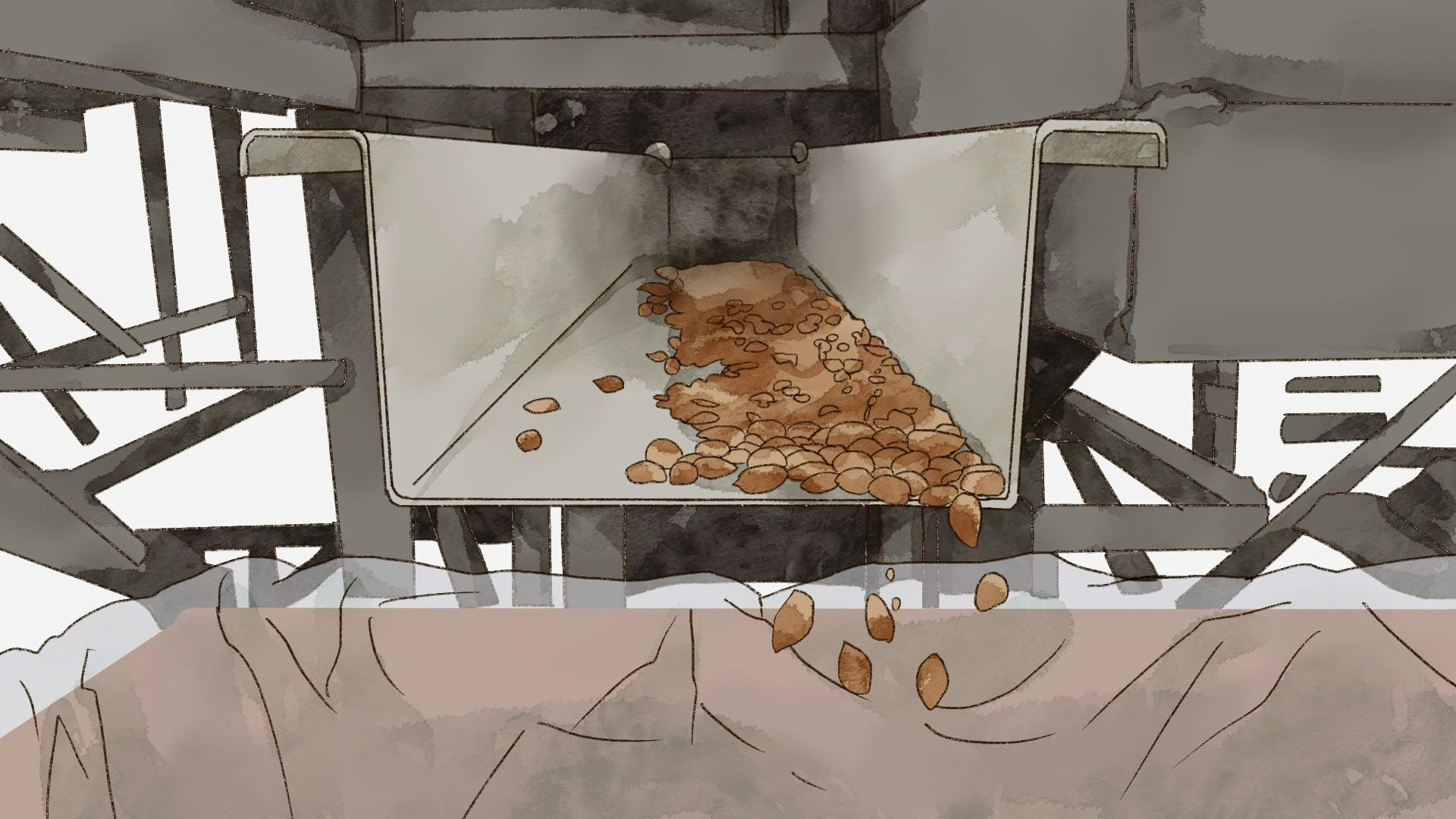 Hulling & Shelling | Campos Brothers