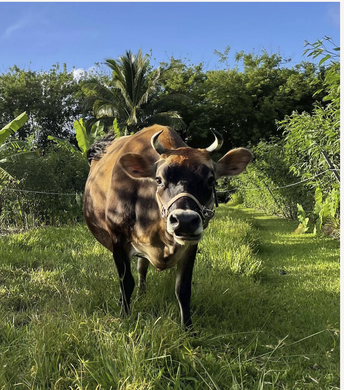 Agroforestry Farm Tour | Common Ground Marketplace