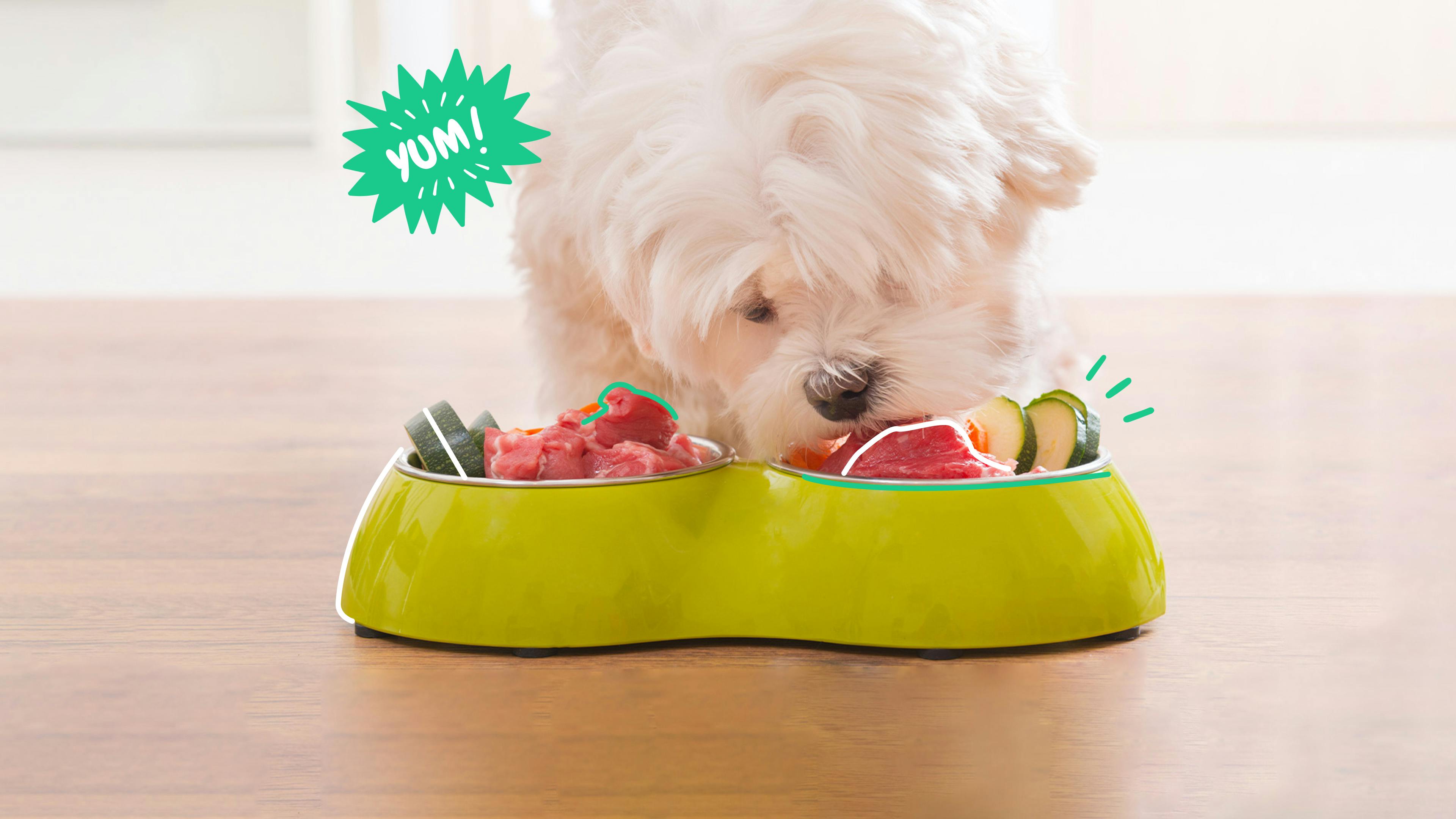 What Macros Do Dogs Need