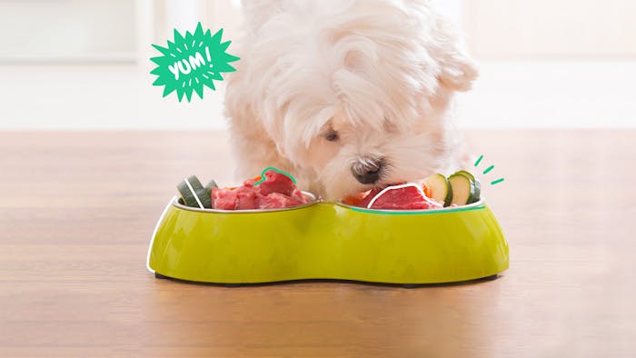 Keto For Dogs: What You Need To Know | Carb Manager