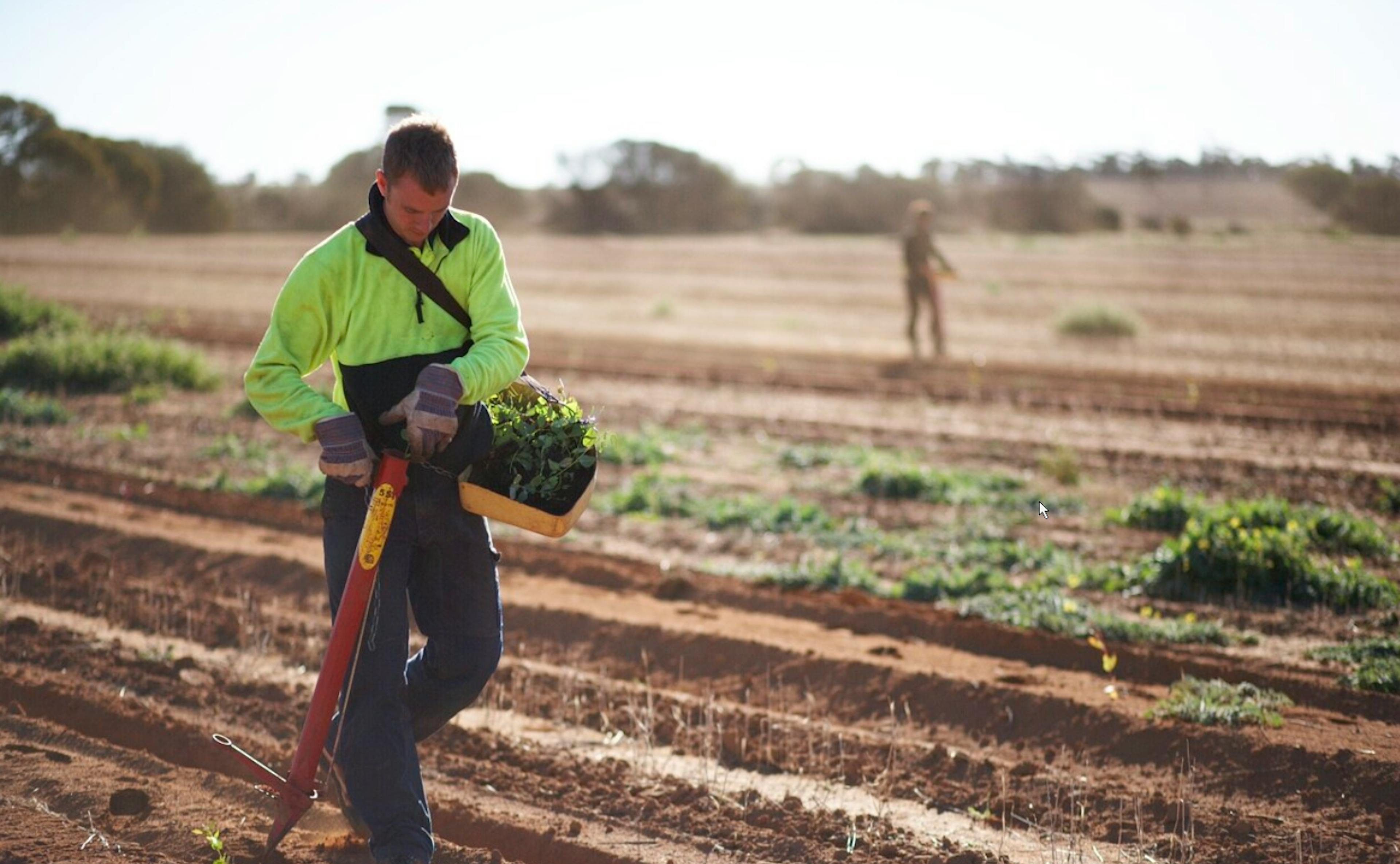 The magic of forests: How tree planting contributes to carbon offsetting