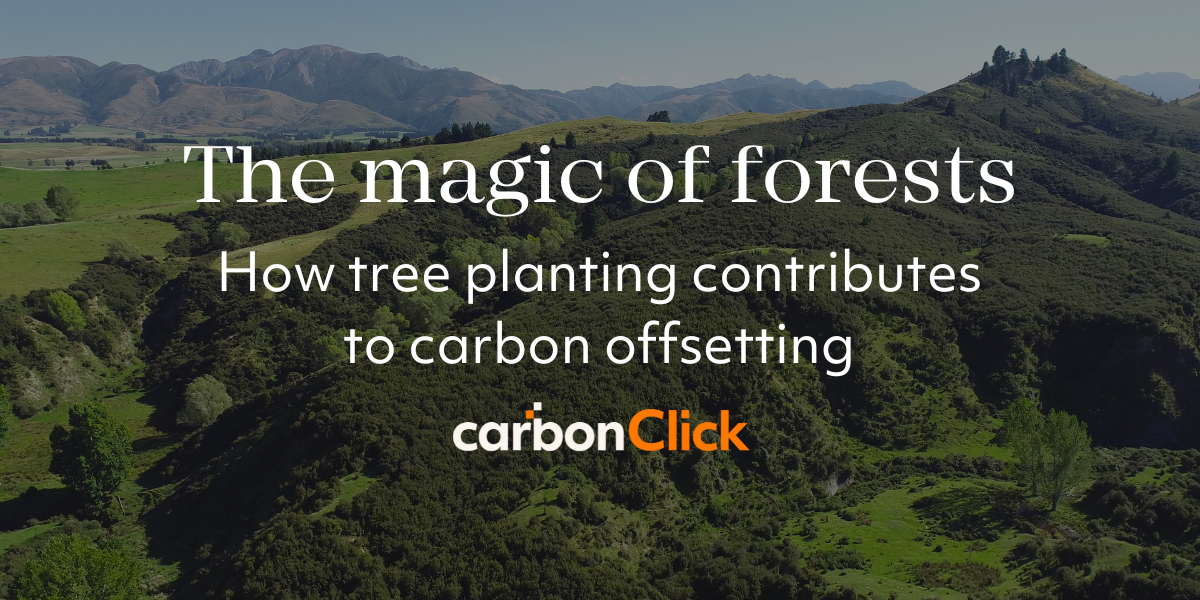 The magic of forests: How tree planting contributes to carbon offsetting