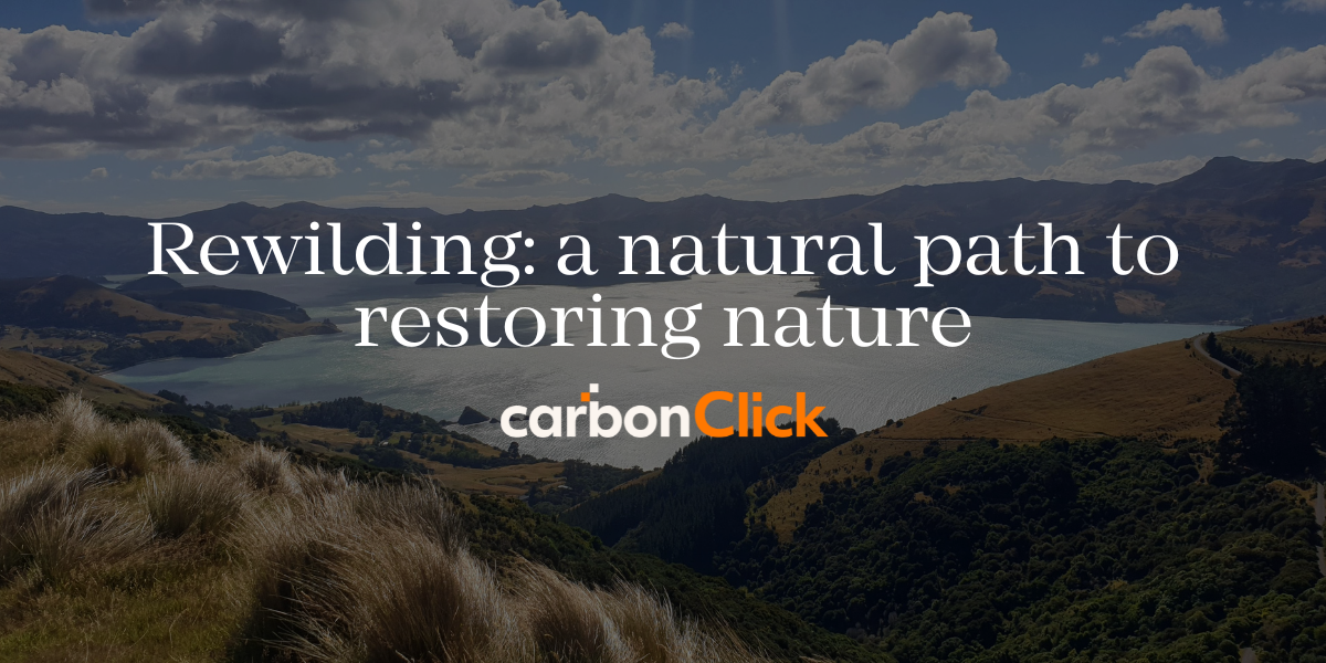 Rewilding: A natural path to restoring nature