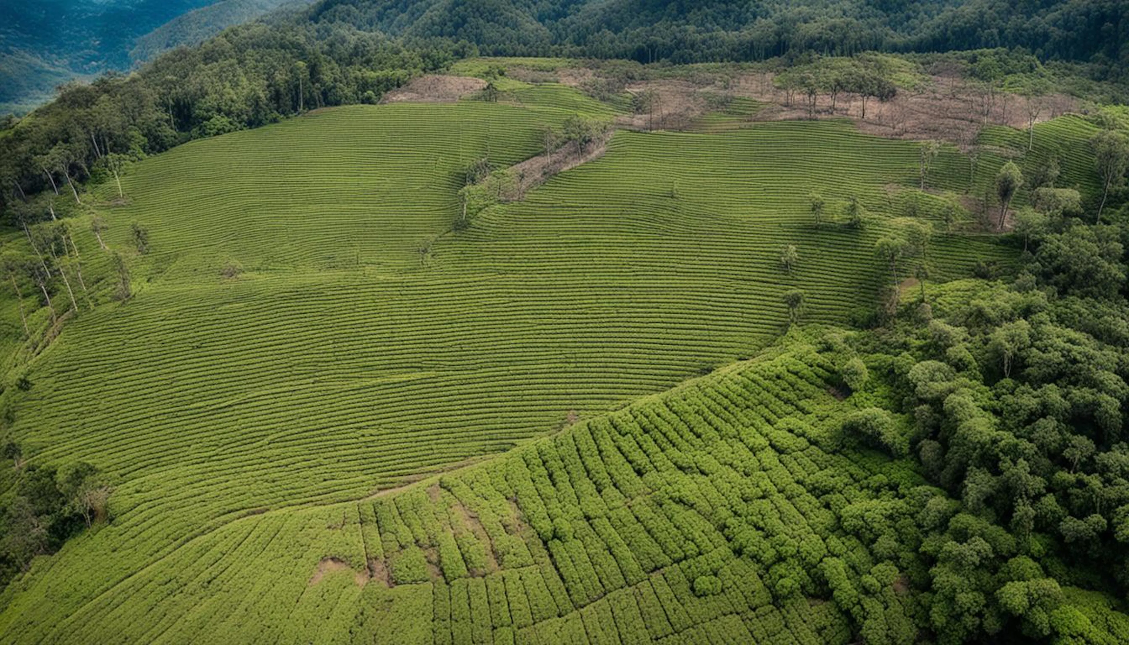 The Environmental Impact Of Coffee Growing And Transportation