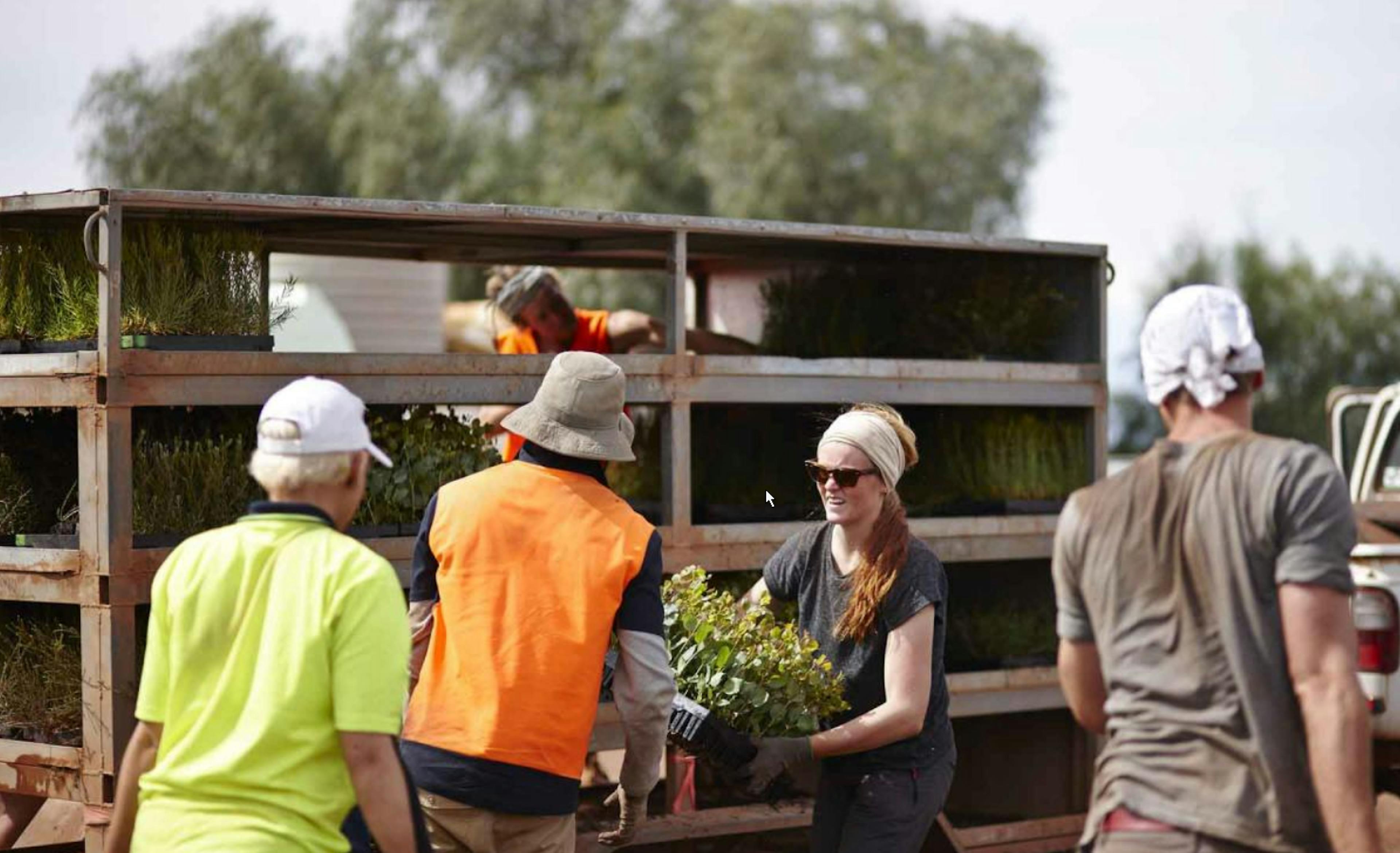 The magic of forests: How tree planting contributes to carbon offsetting
