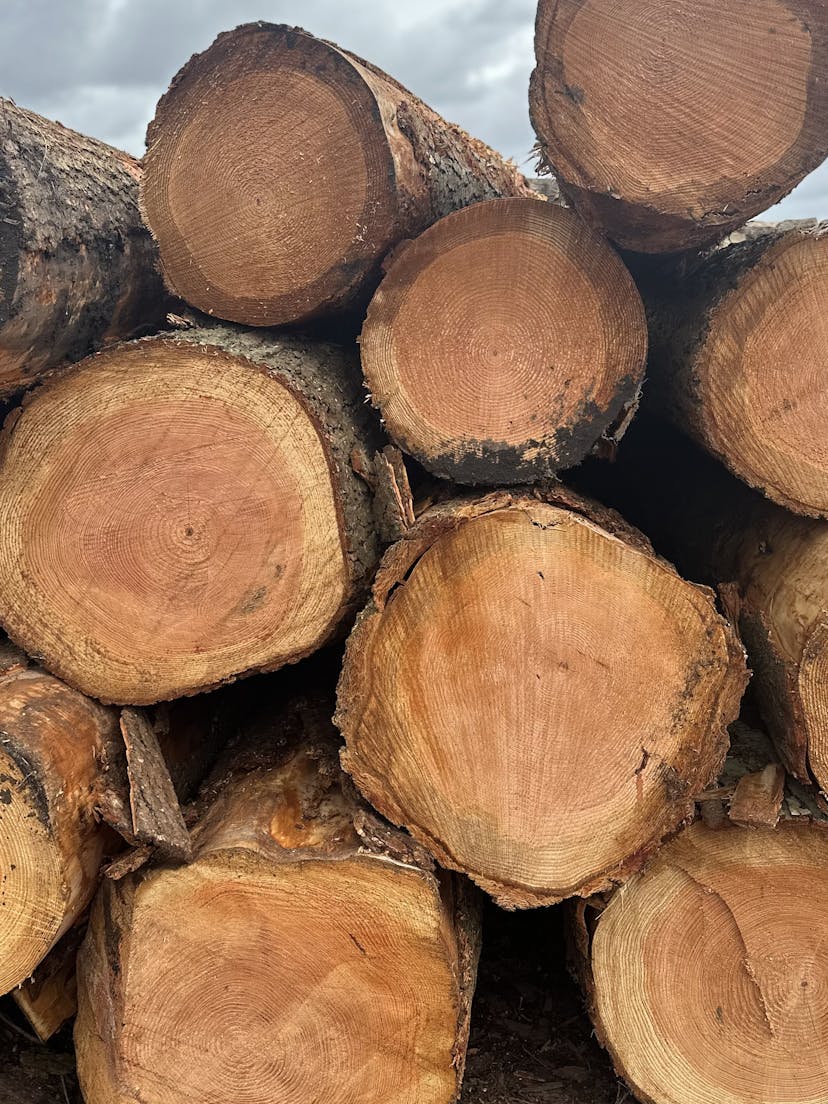 Carpenter Oak - Website Down