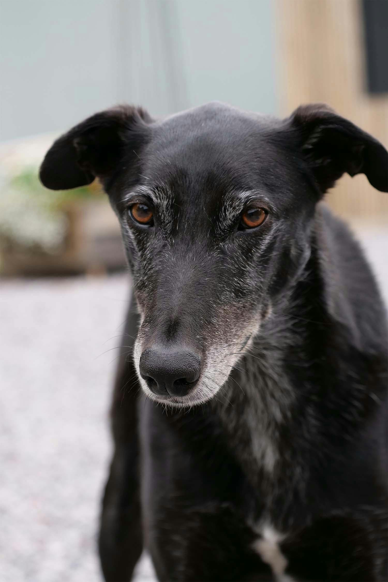 Bumble - Yard Dog in Carpenter Oak