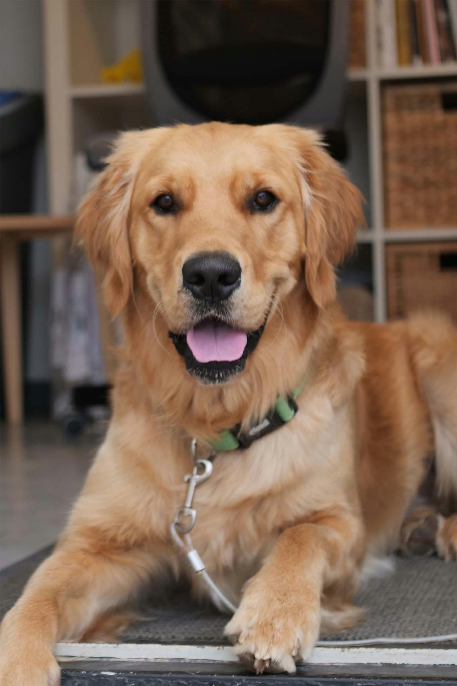Louie - Office Dog in Carpenter Oak