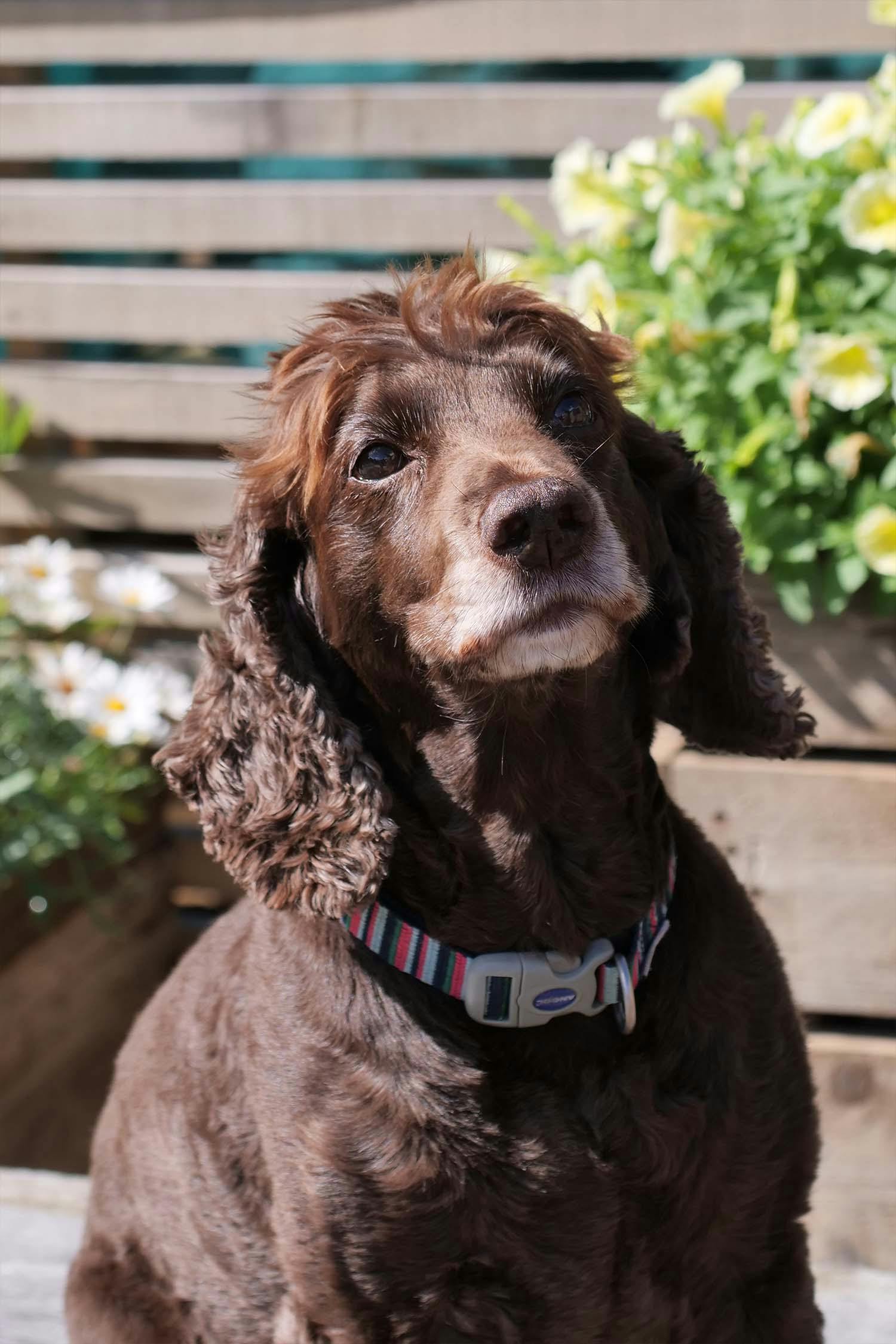 Rose - Office Dog in Carpenter Oak