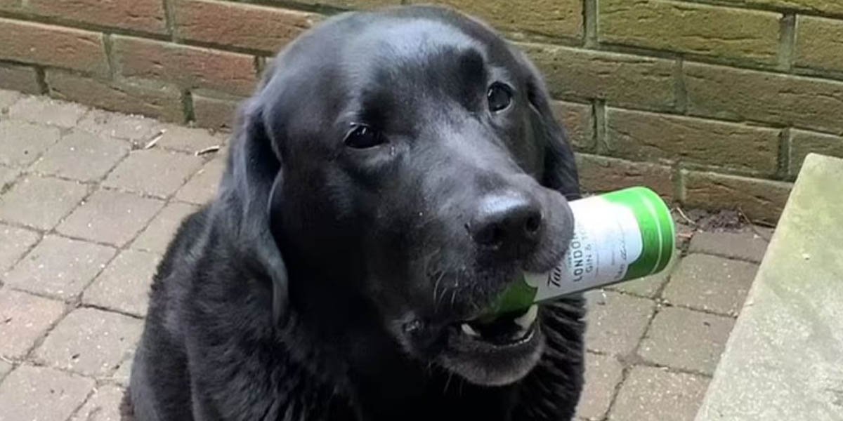 Meet Bear, the GIN-FETCHING LABRADOR! This good boy brings his mum her ...