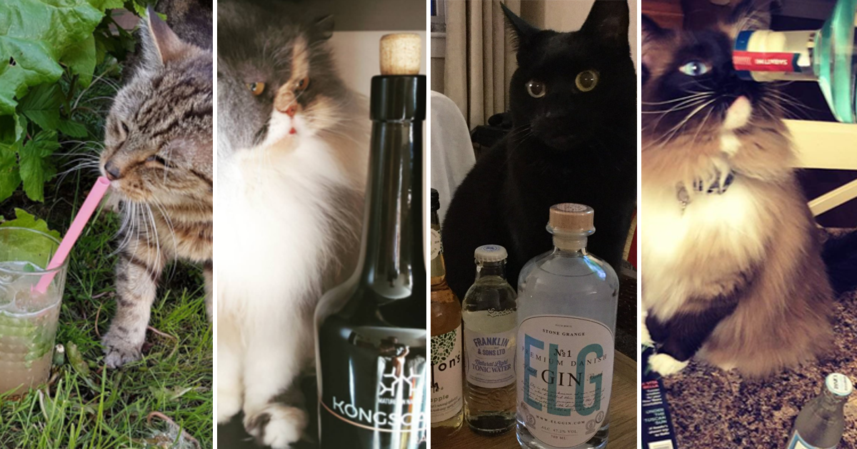 Gin and Cats...Two of our Favourite Things in One Place - Craft Gin ...