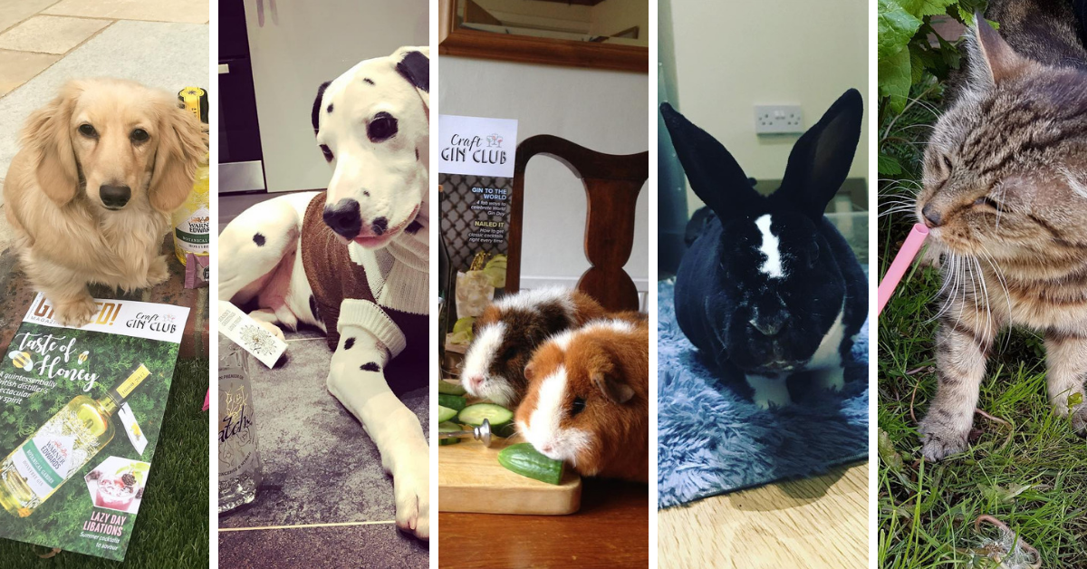 7 Picture Of Pets And Gin That Will Make You Say Aww On World Animal ...