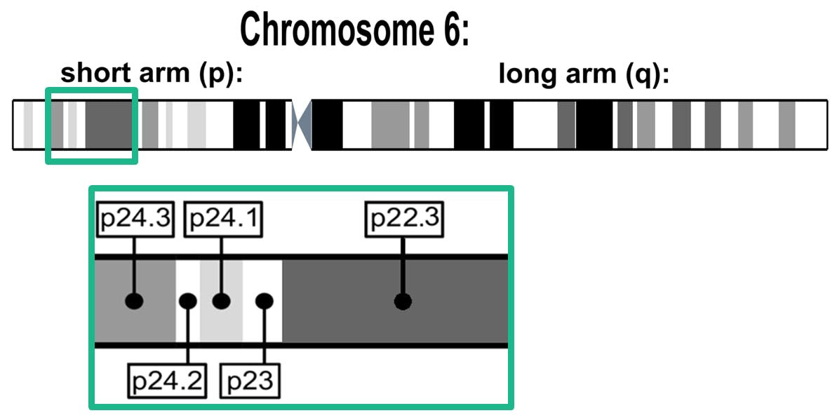 Chromosome 6 Project