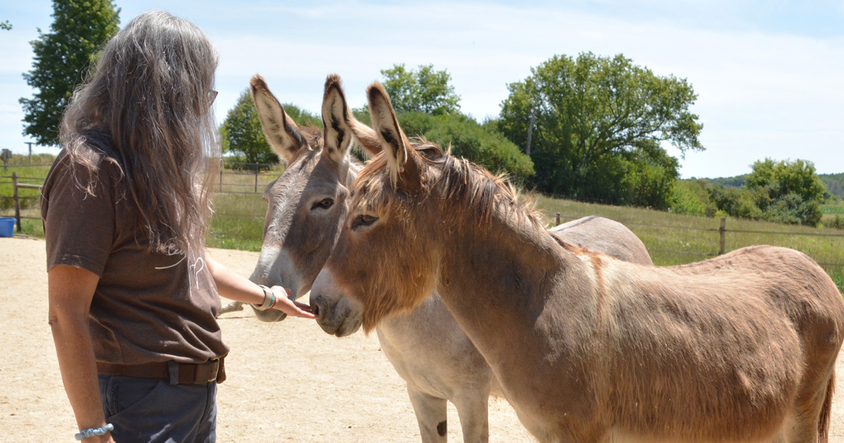 Exploring Equine Bodywork with Red Dog Ranch Founder Sam MacLean ...