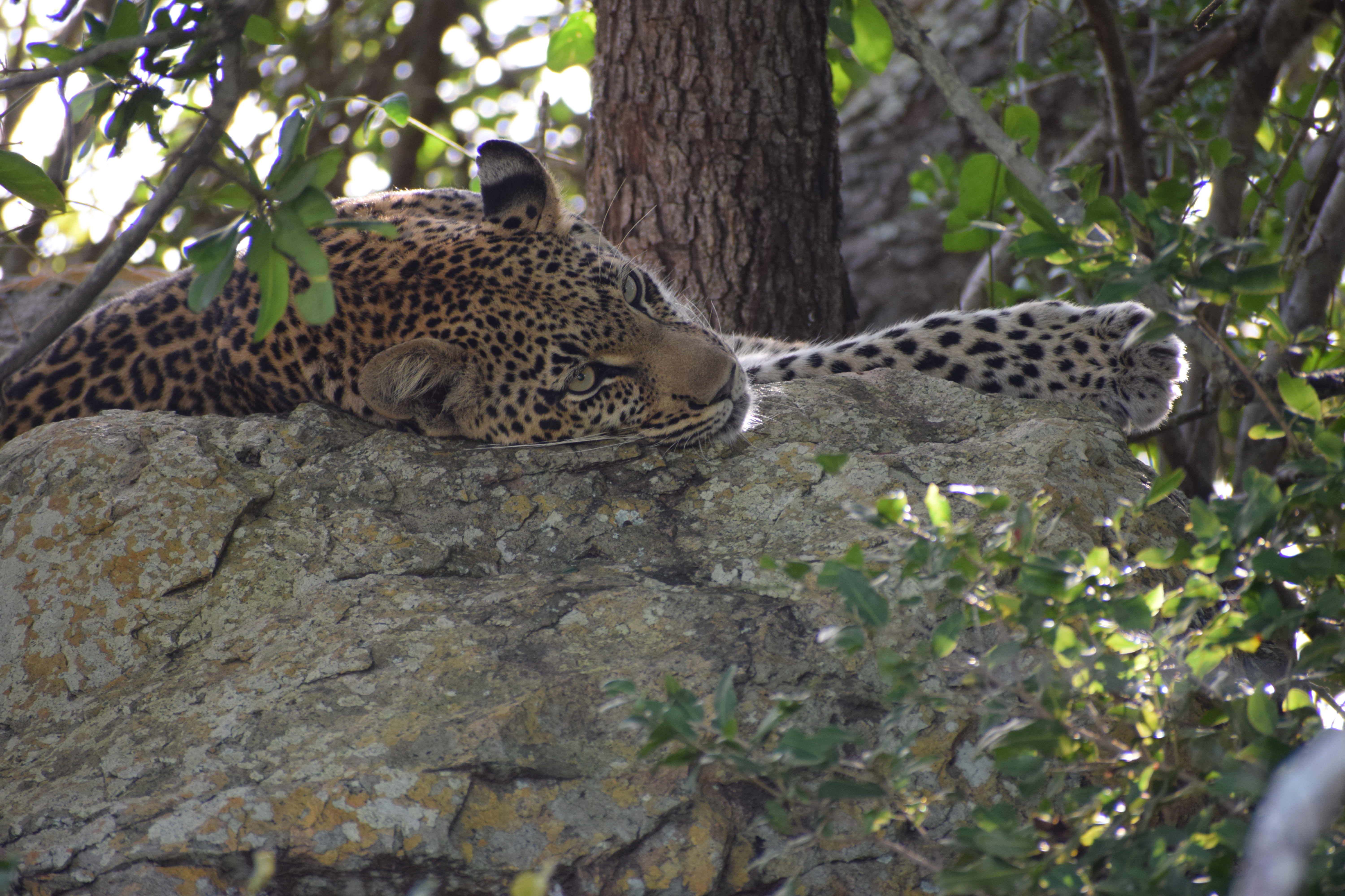 Volunteer at Phinda Wildlife Research Project