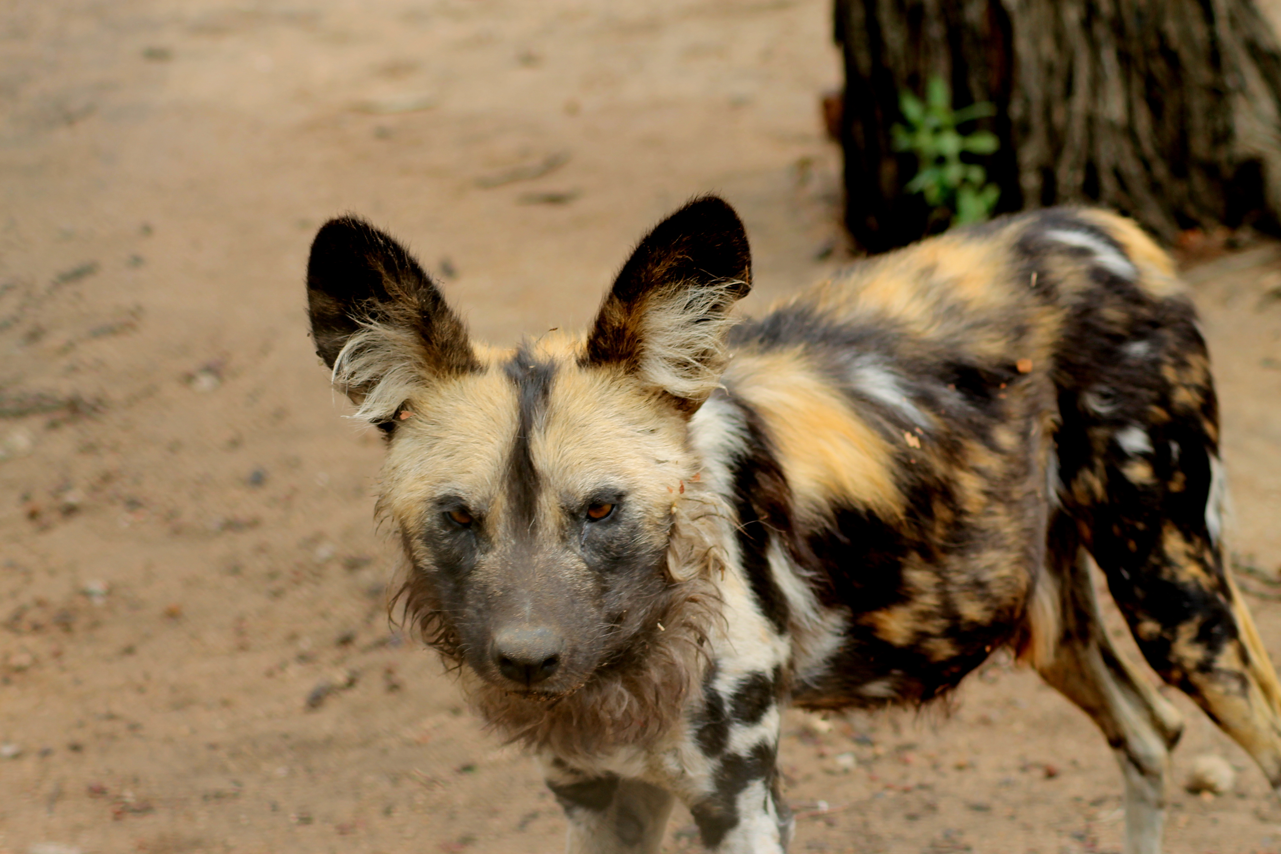 Moholoholo Wildlife Rehabilitation Centre