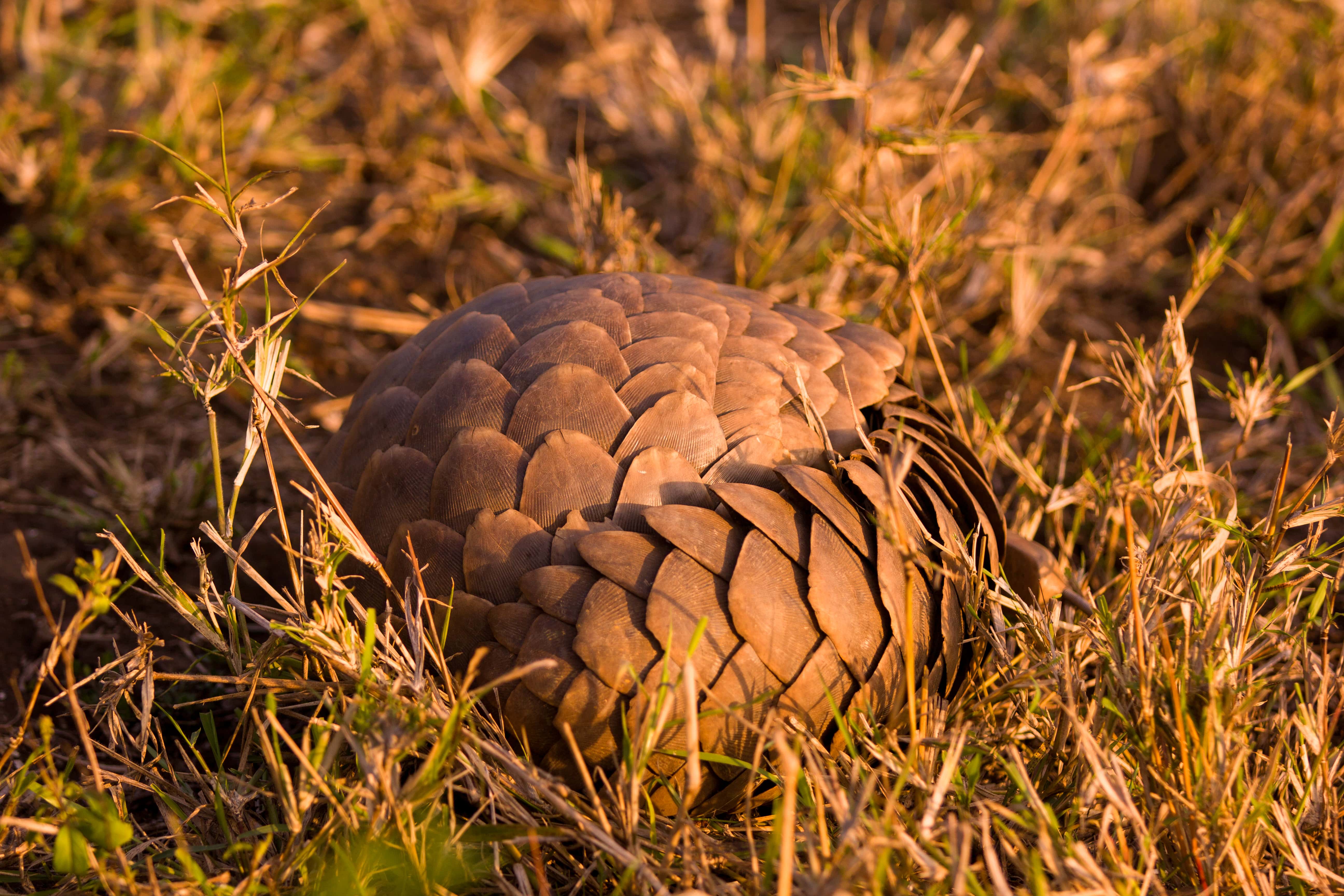 Pangolins: conservation on all scales
