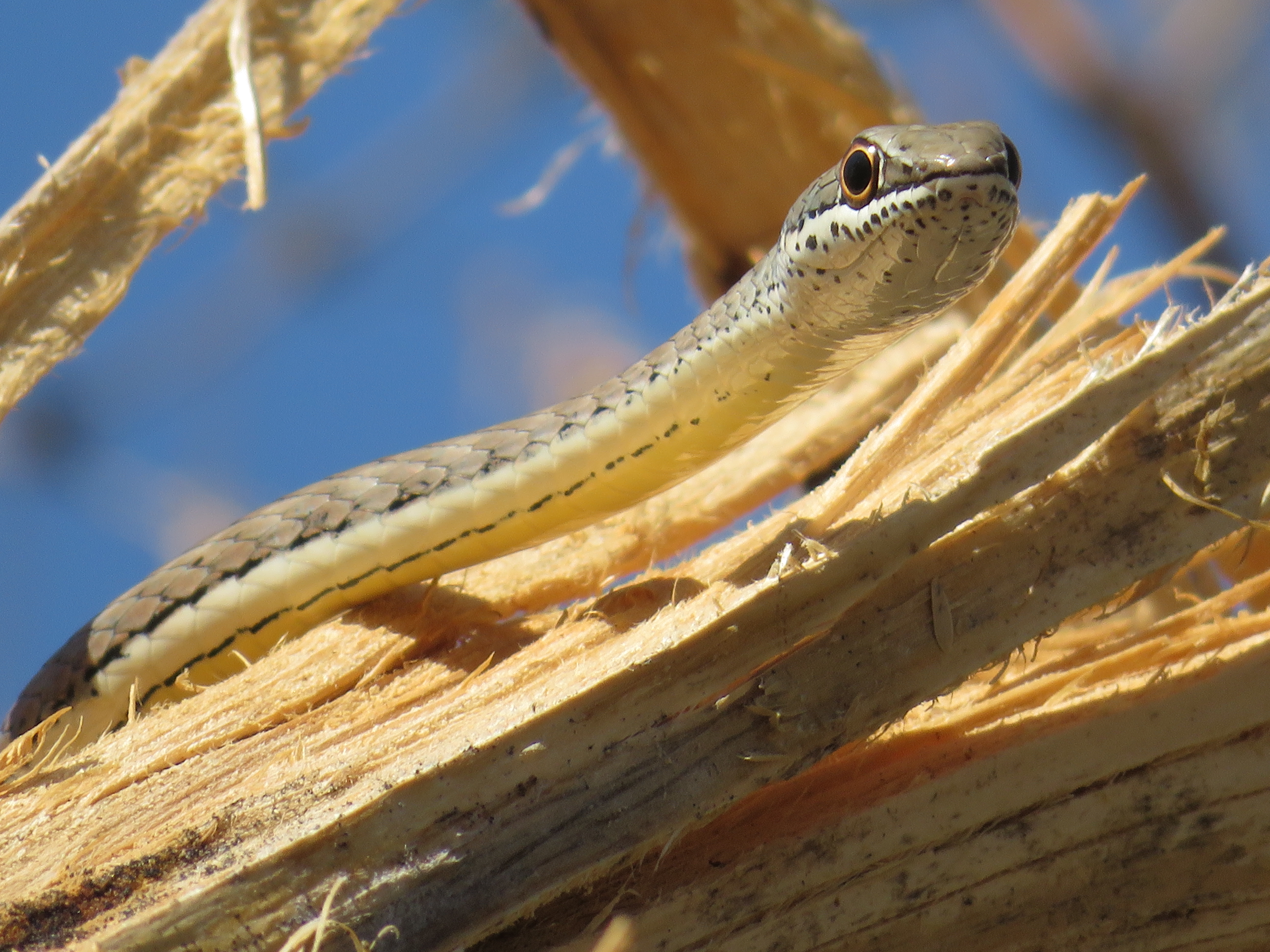 Traveller Stories: Frances Brindle