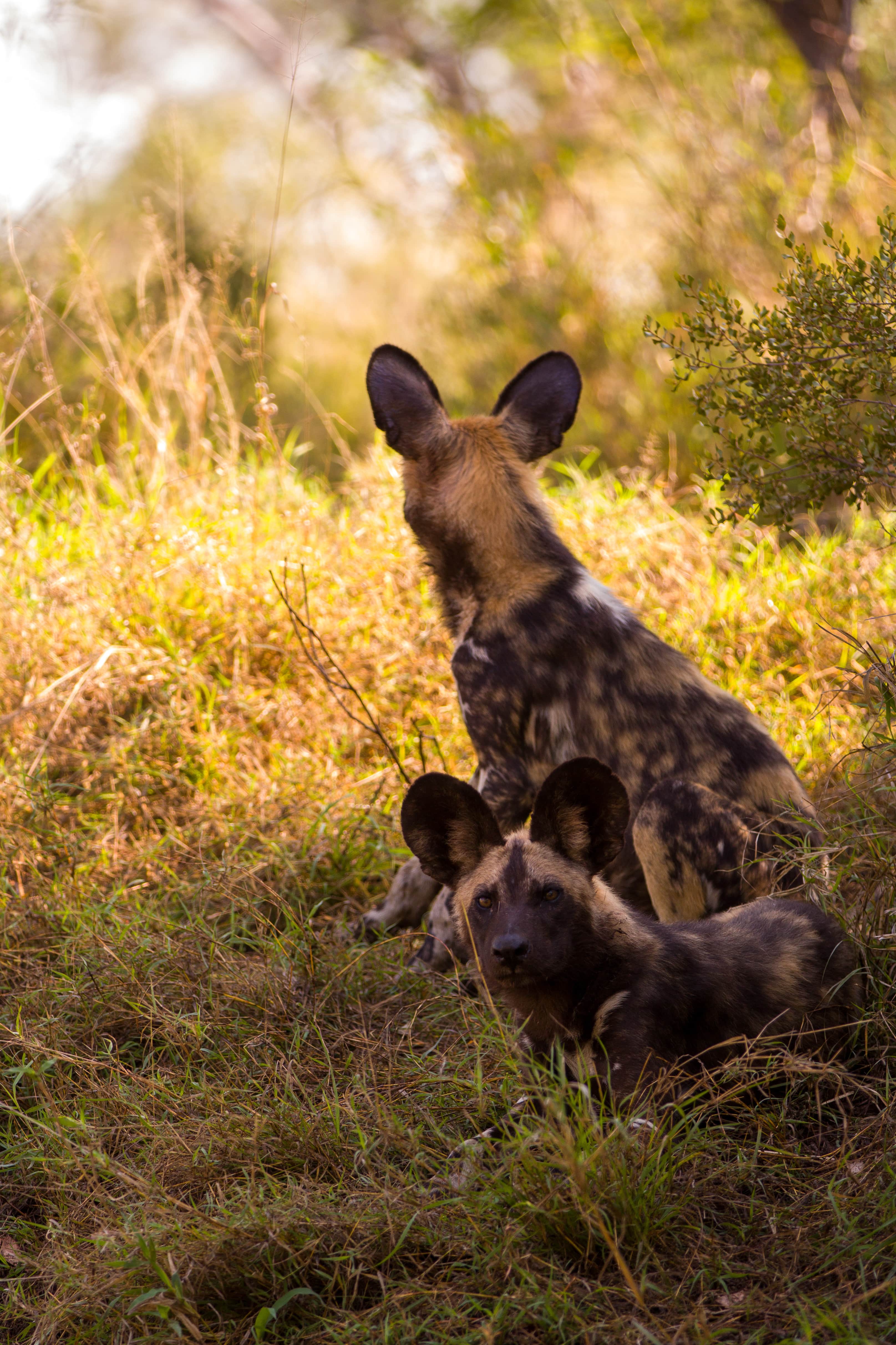 Traveller Stories: Karl Johan Nils Friberg