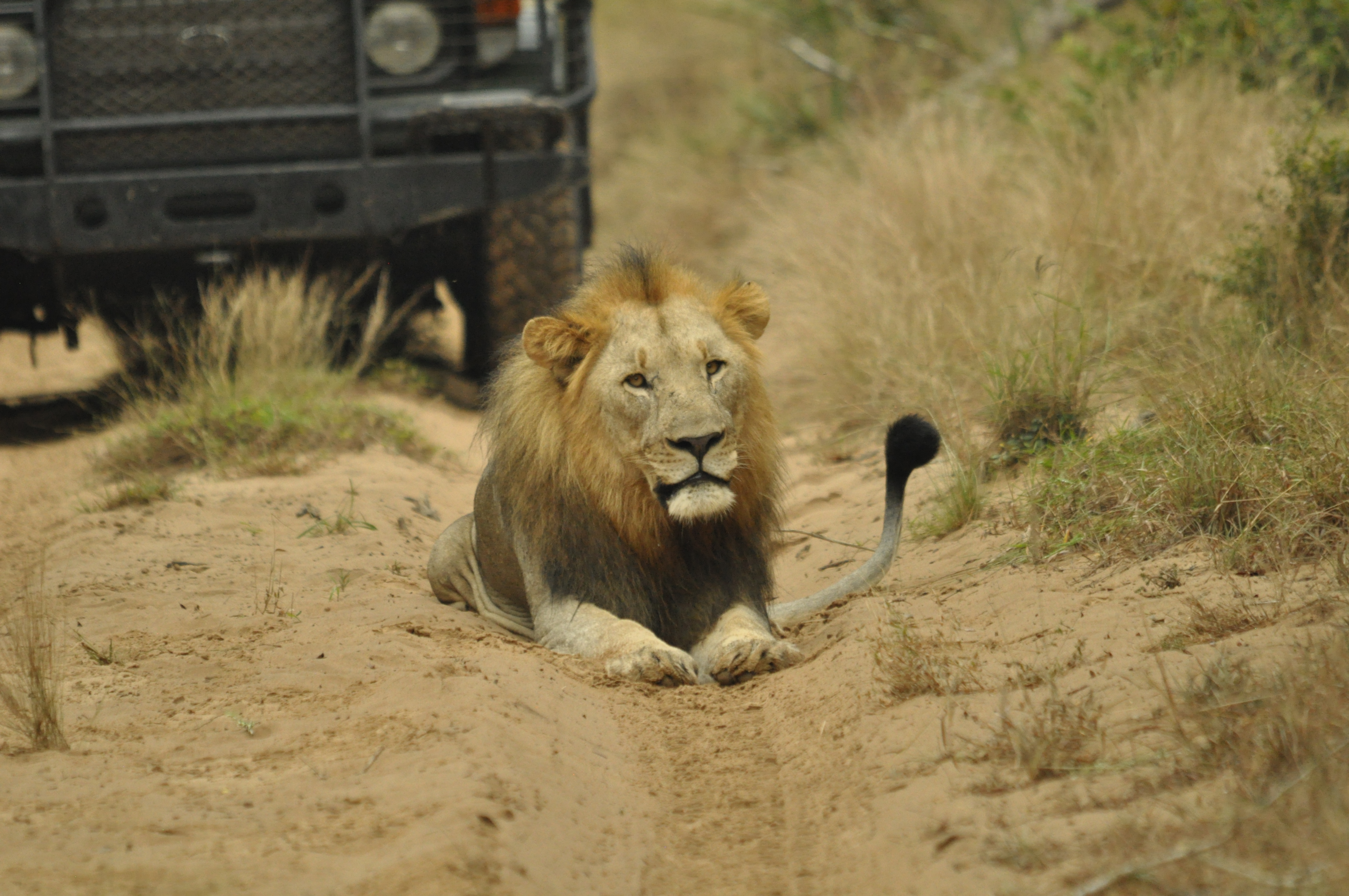 Game Ranger Experience