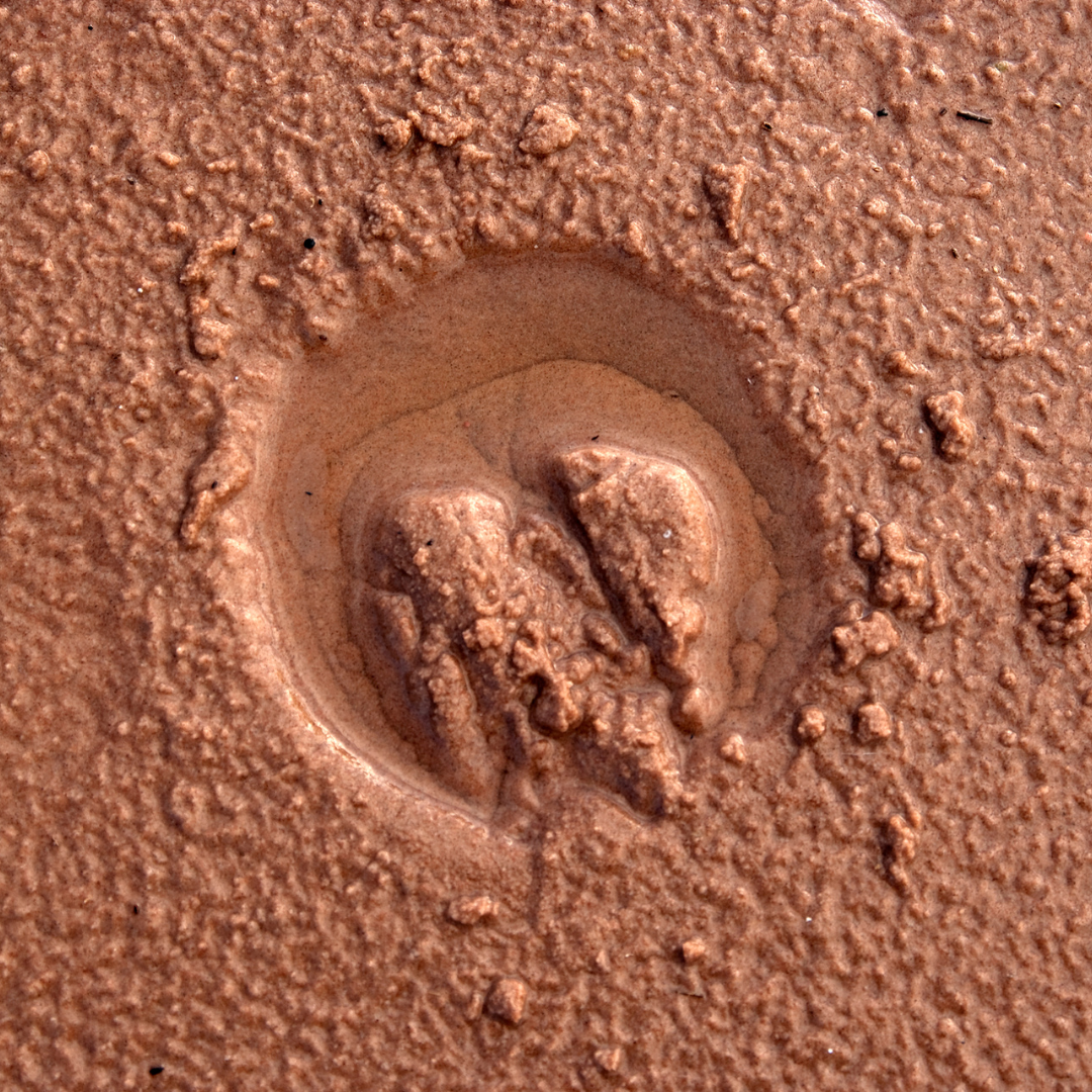 Guess who's walking: animal tracks (Infographic) (Quiz)