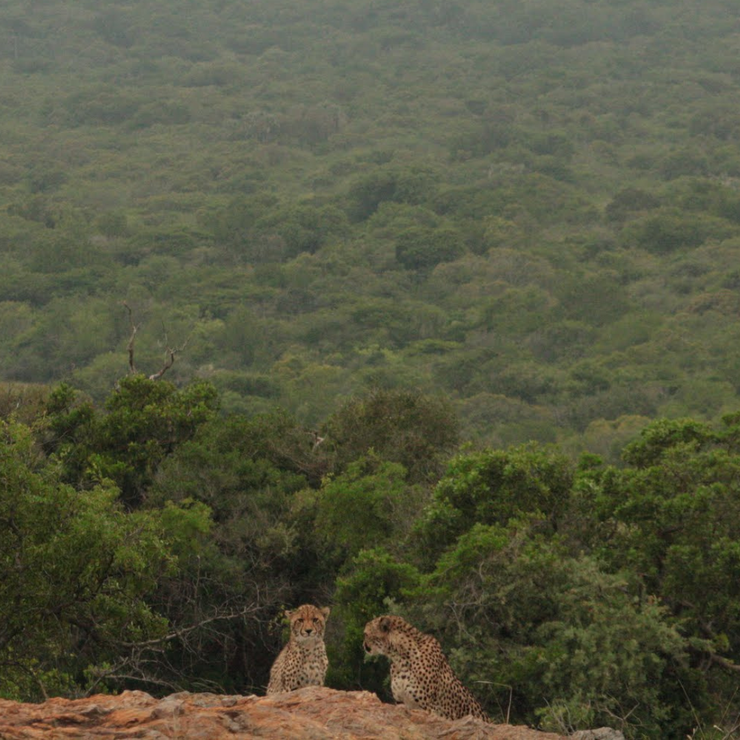 From cheetahs to falcons: The fastest animal in the world (Quiz)