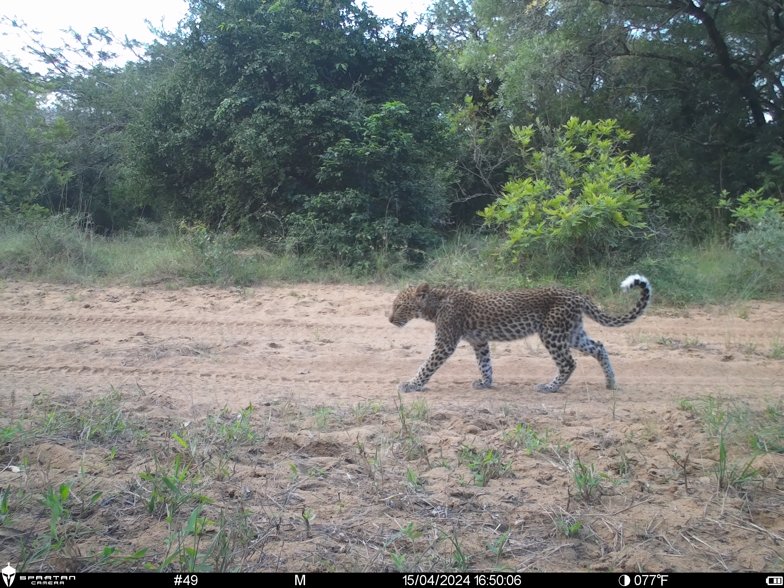 Phinda Camera Trap Survey 2024